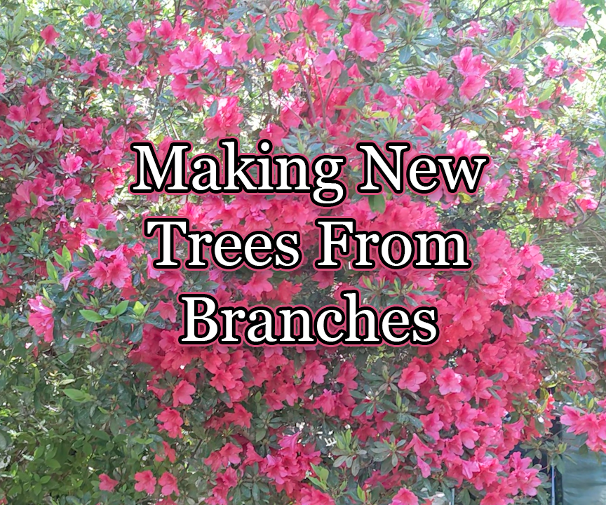 Making a Natural Fence by Propagating Trees From Branches (the Root ...