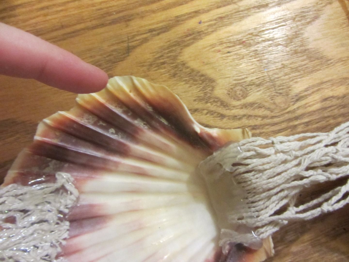 DIY Mermaid Shell Bra : 5 Steps (with Pictures) - Instructables