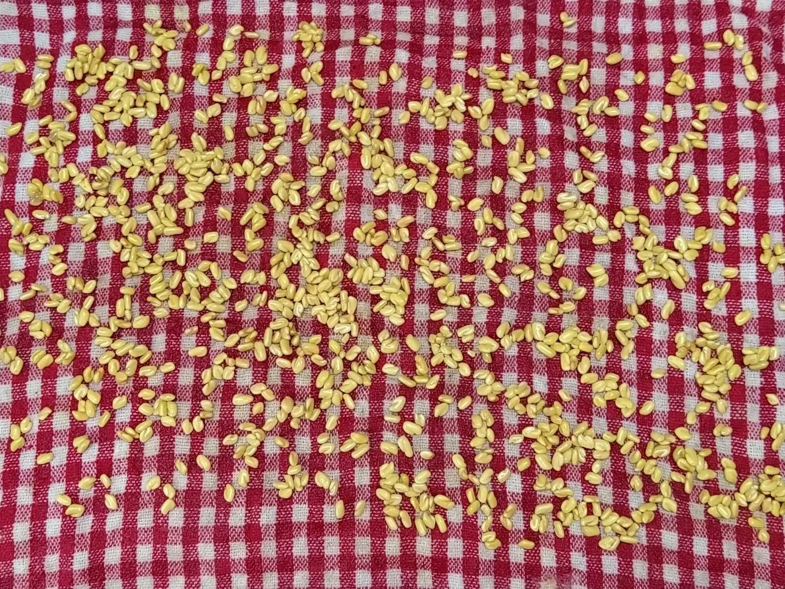 Basic Guide to Grow Micro 'green' : 14 Steps (with Pictures ...