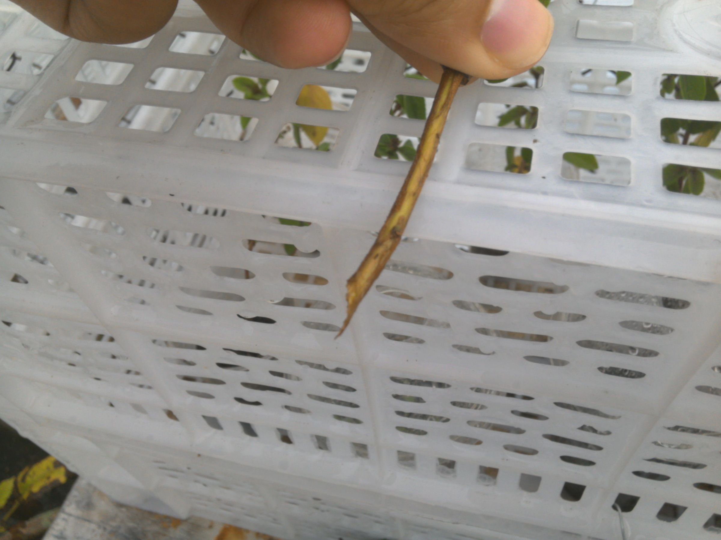 How to Reproduce Basil Without Seed : 4 Steps (with Pictures ...