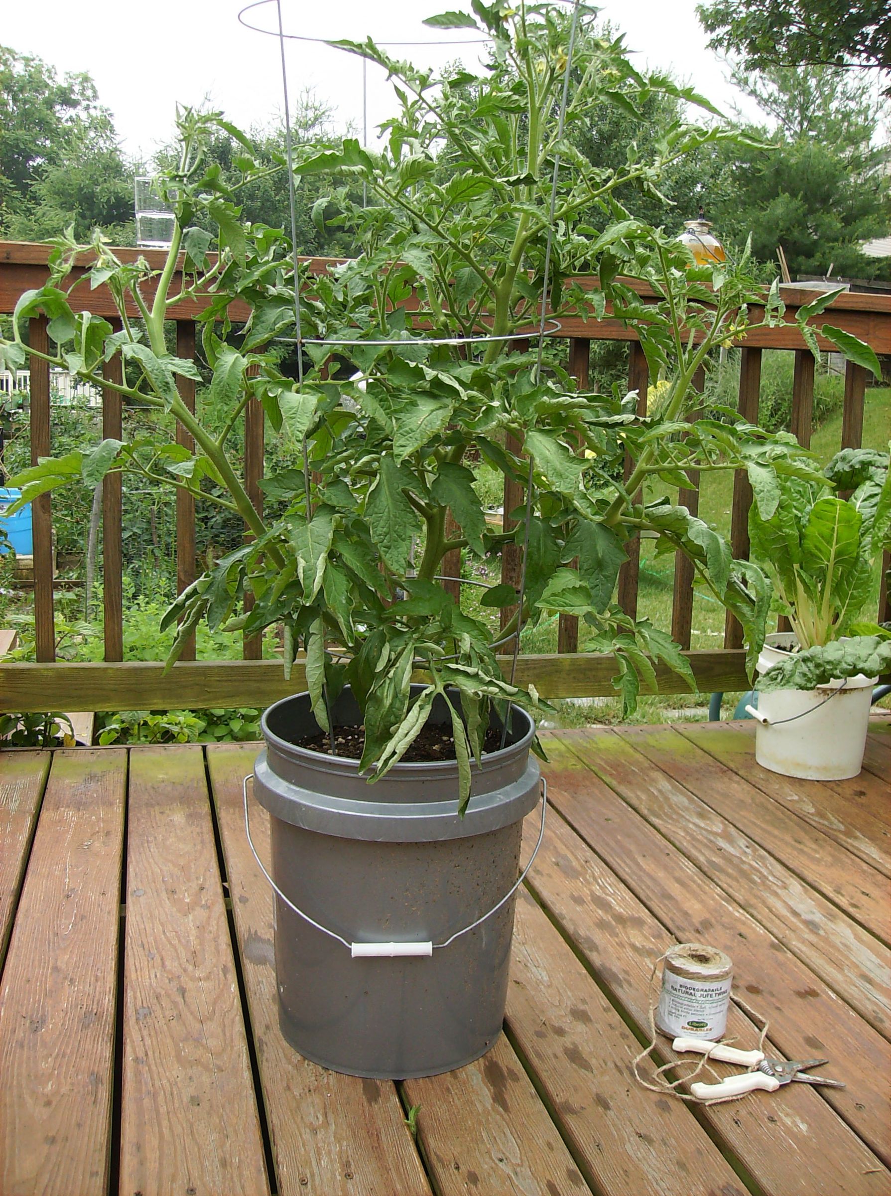 How to Build a Simple and Basic Double Tomato Container With Water ...