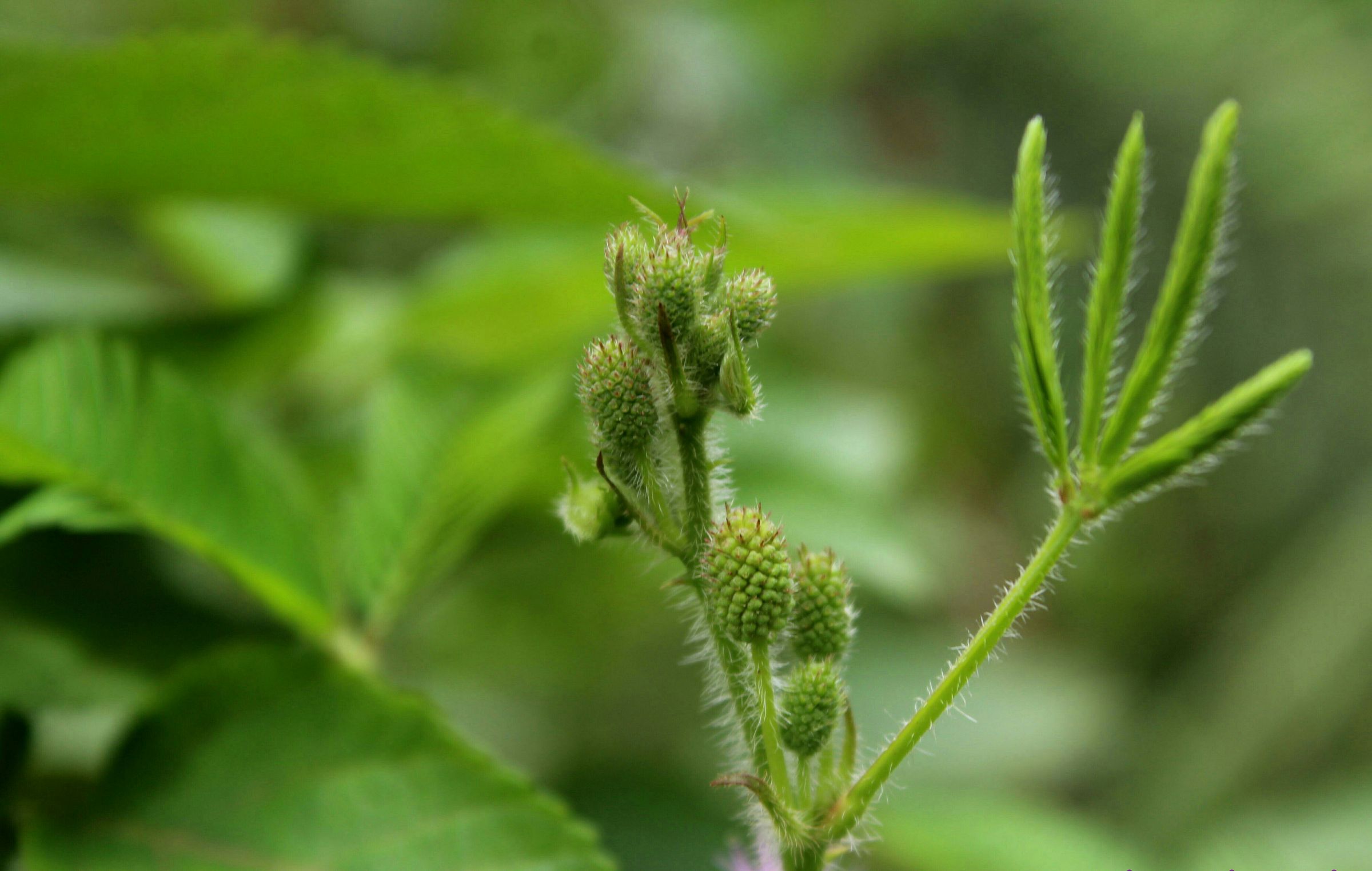 COLLECTING AYURVEDIC PLANTS : 18 Steps - Instructables