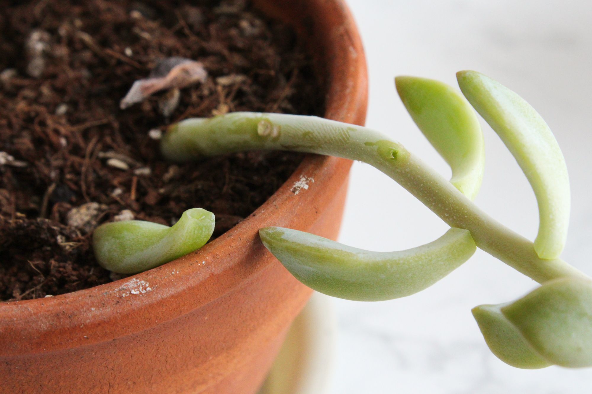 How to Propagate & Grow Succulents From Leaves : 8 Steps (with Pictures ...