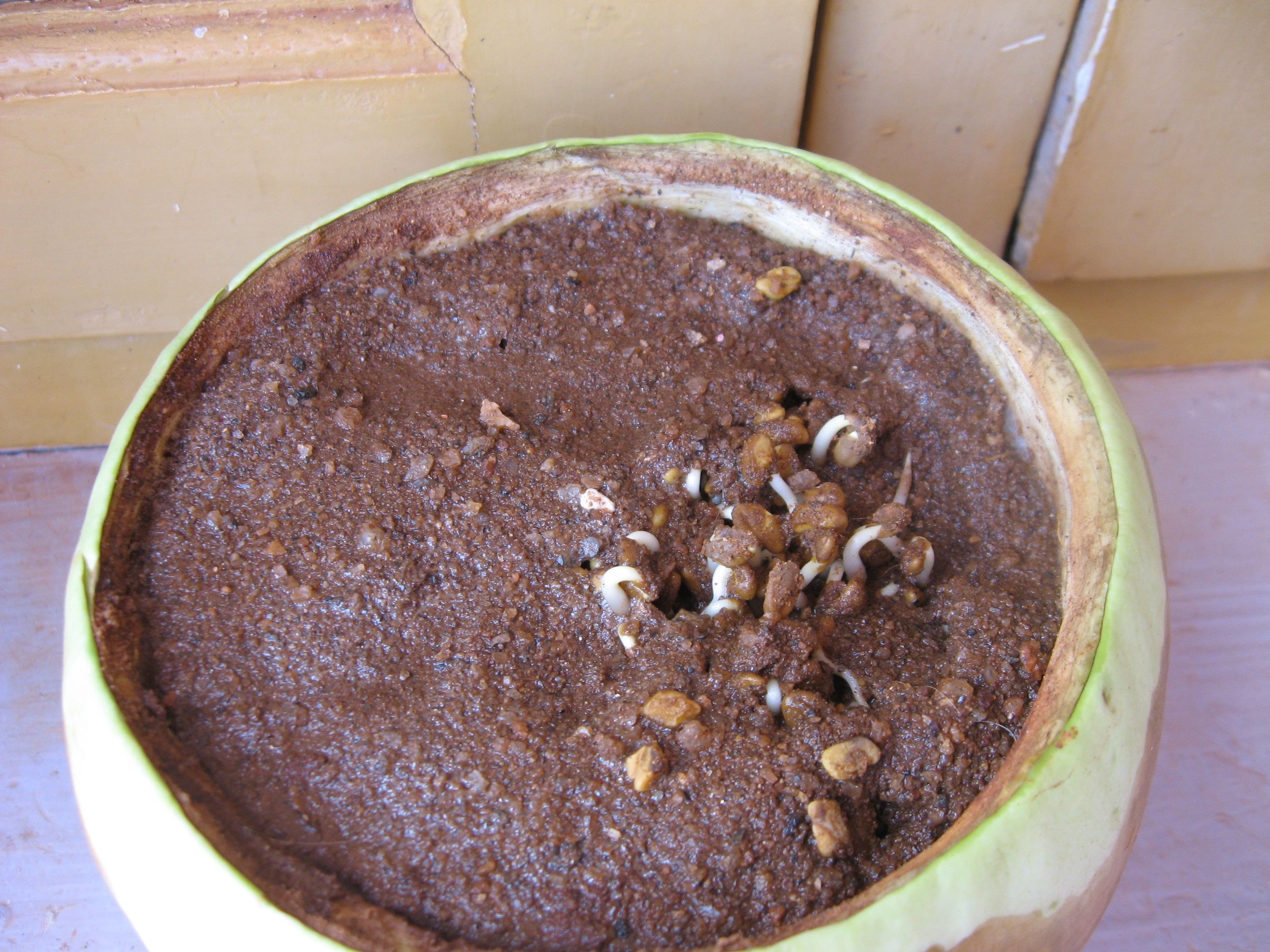 Seed Germination With Bottle Gourd Shell As Planter : 6 Steps (with ...