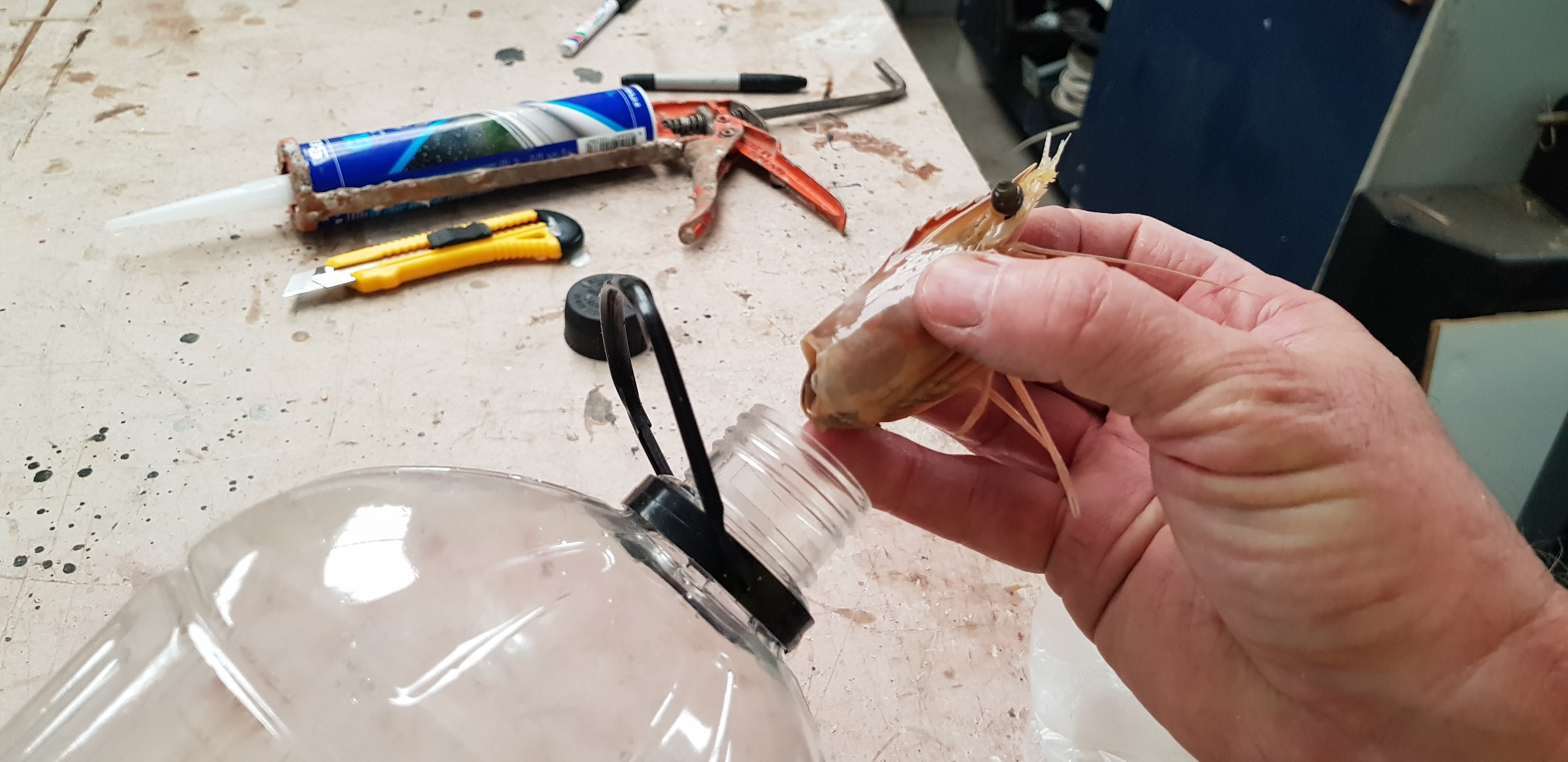 Fly Trap - DIY for Free : 6 Steps - Instructables