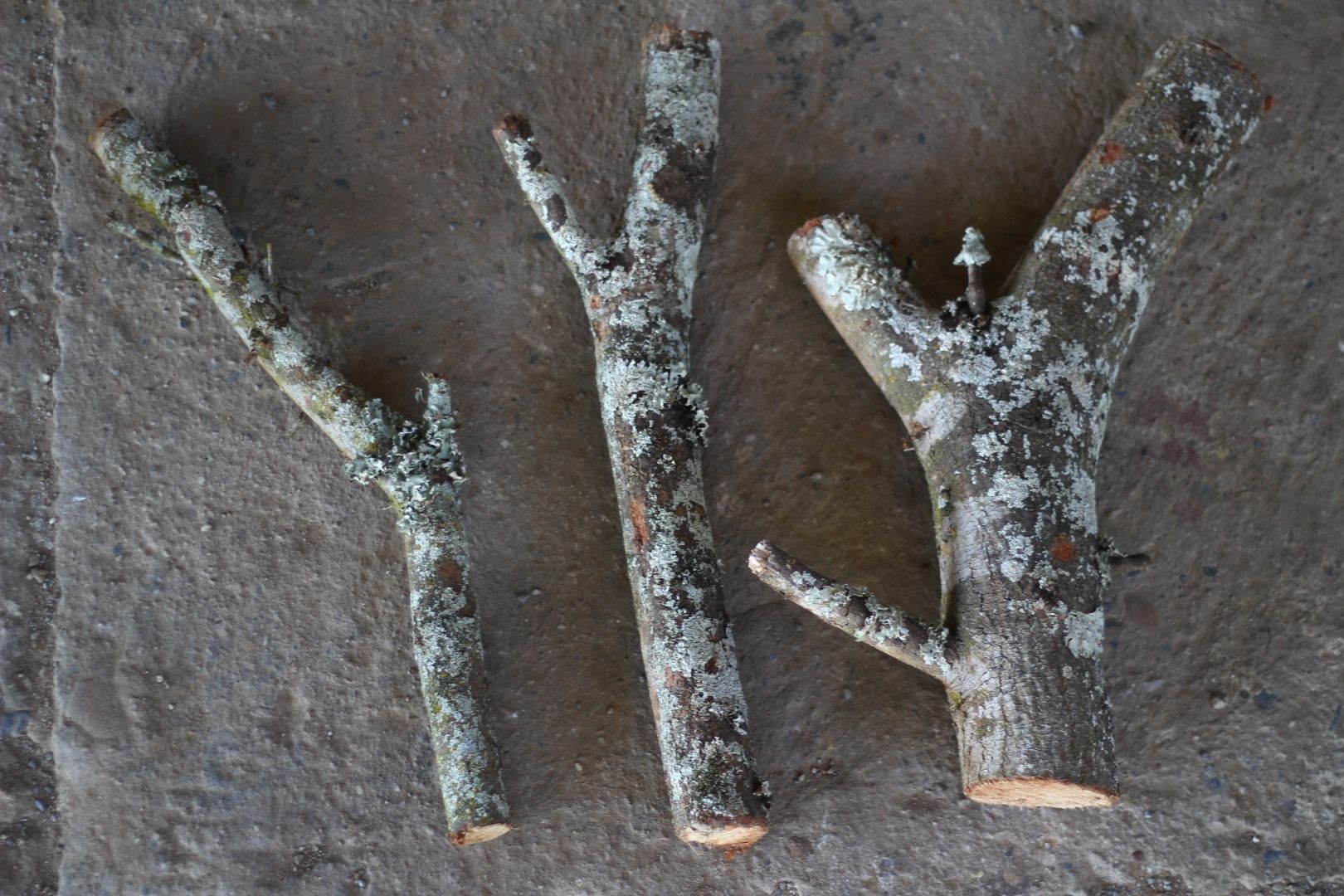 Lichen Gardens : 7 Steps (with Pictures) - Instructables