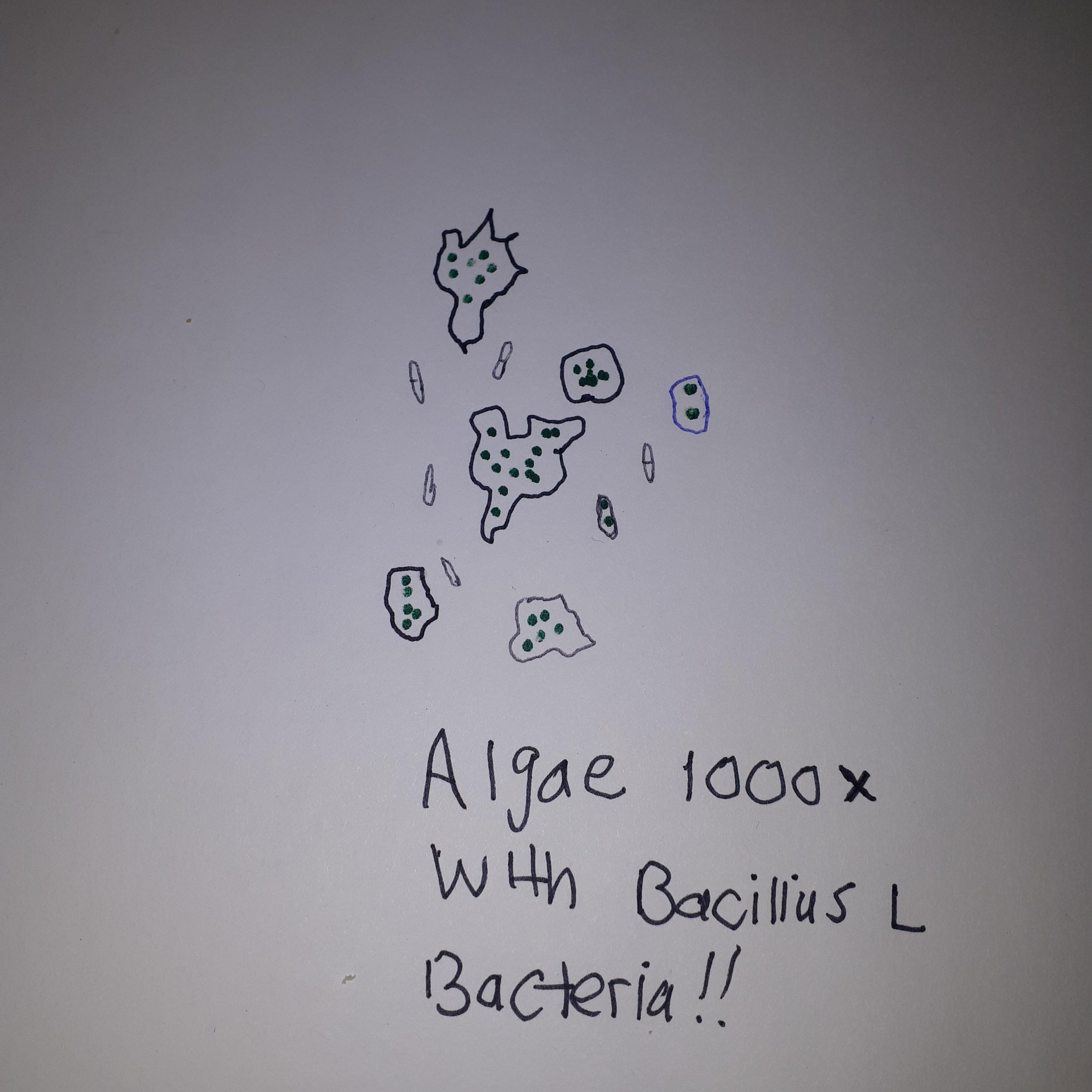 Growing Algae and Then Exposing Them to Gamma Rays. : 5 Steps ...