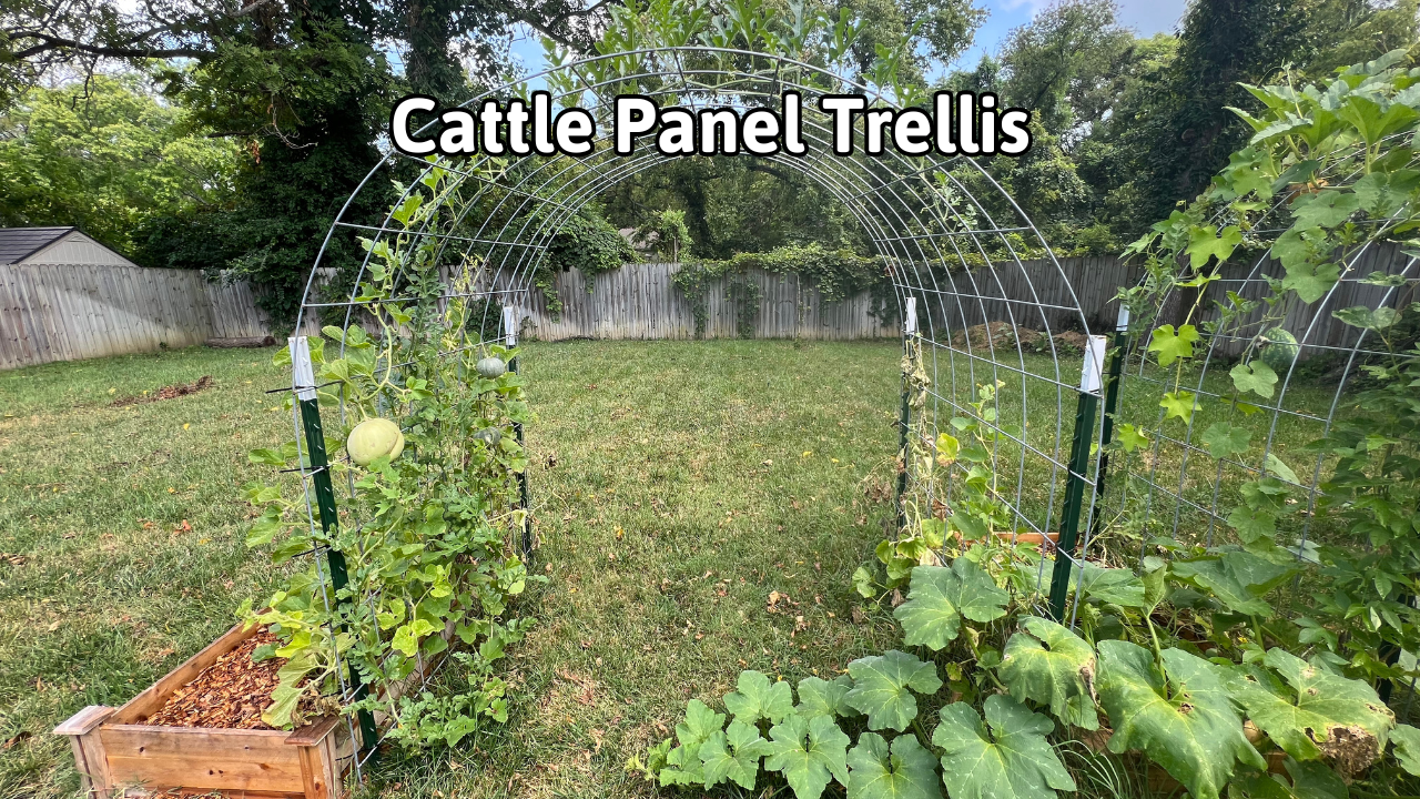 Cattle Panel Trellis : 7 Steps (with Pictures) - Instructables