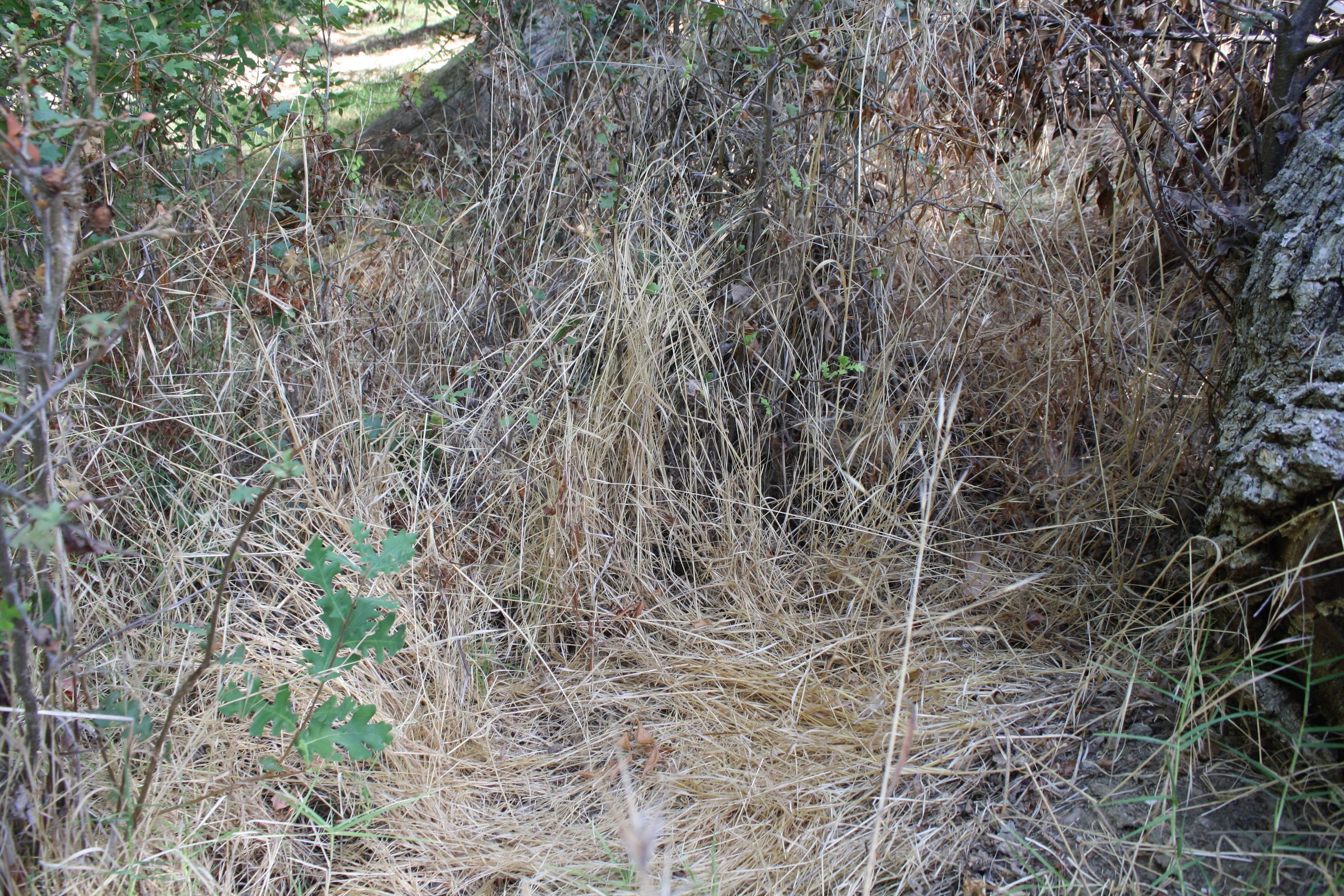 The Expedient Grass Basket : 6 Steps (with Pictures) - Instructables
