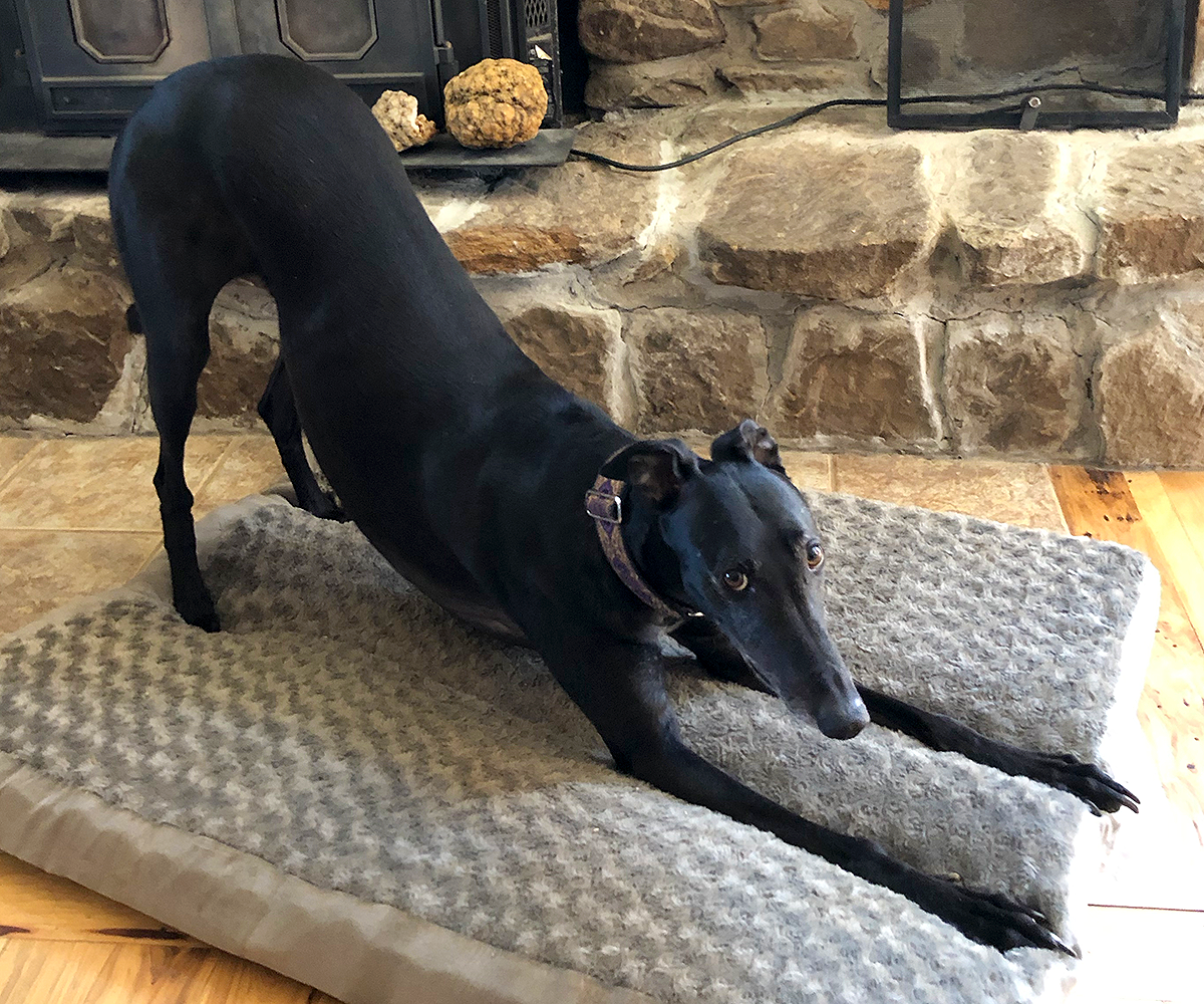 Junkyard Dog : 8 Steps (with Pictures) - Instructables