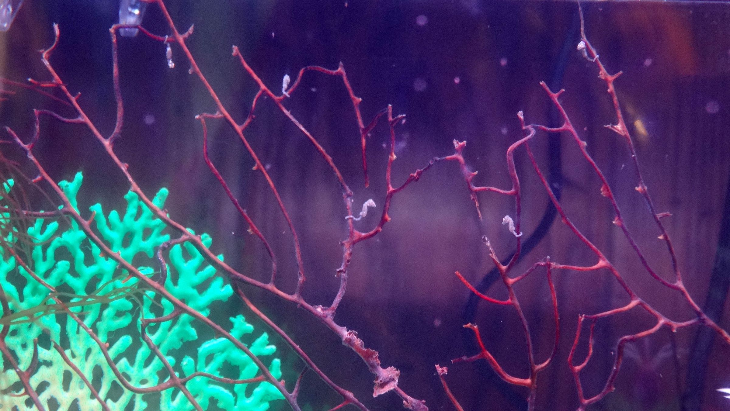 Keeping Dwarf Seahorses : 14 Steps (with Pictures) - Instructables