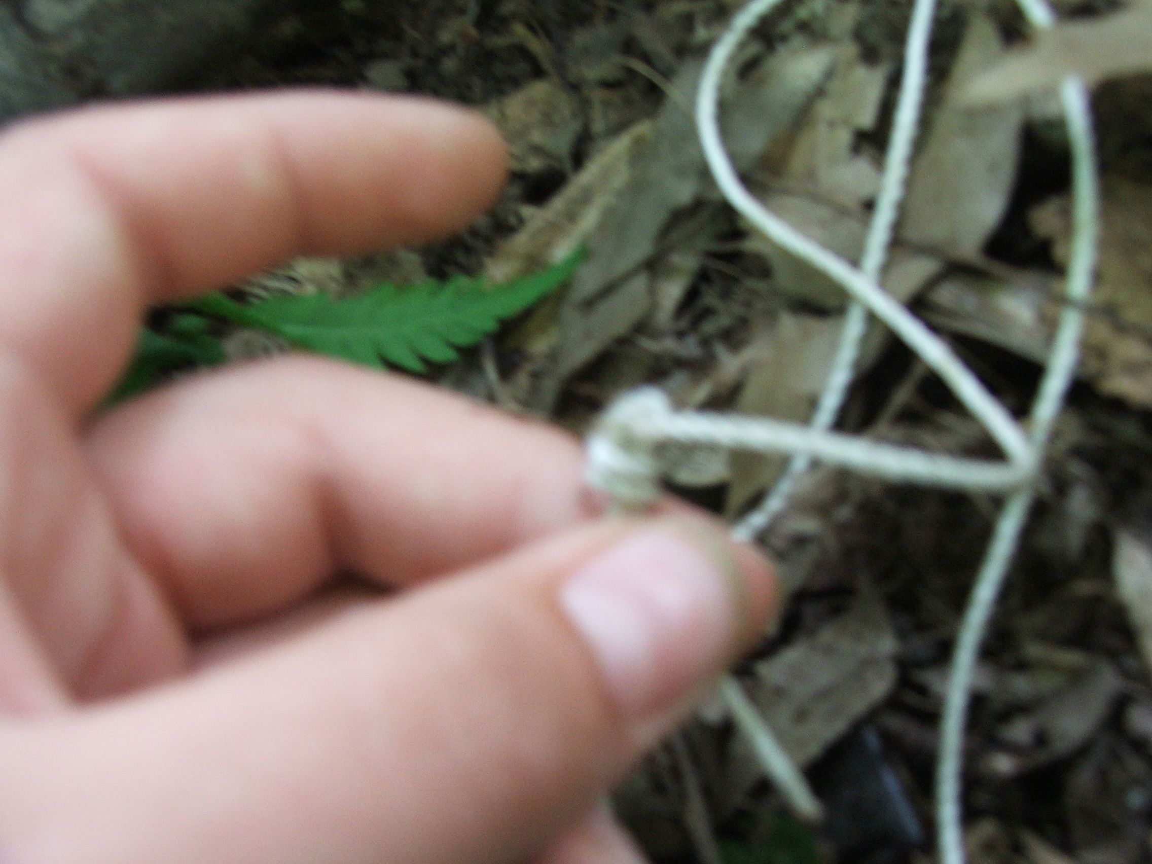 Survival Snare : 3 Steps - Instructables