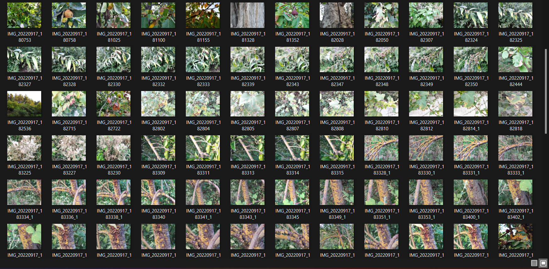 IoT AI-driven Tree Disease Identifier W/ Edge Impulse & MMS : 20 Steps - Instructables