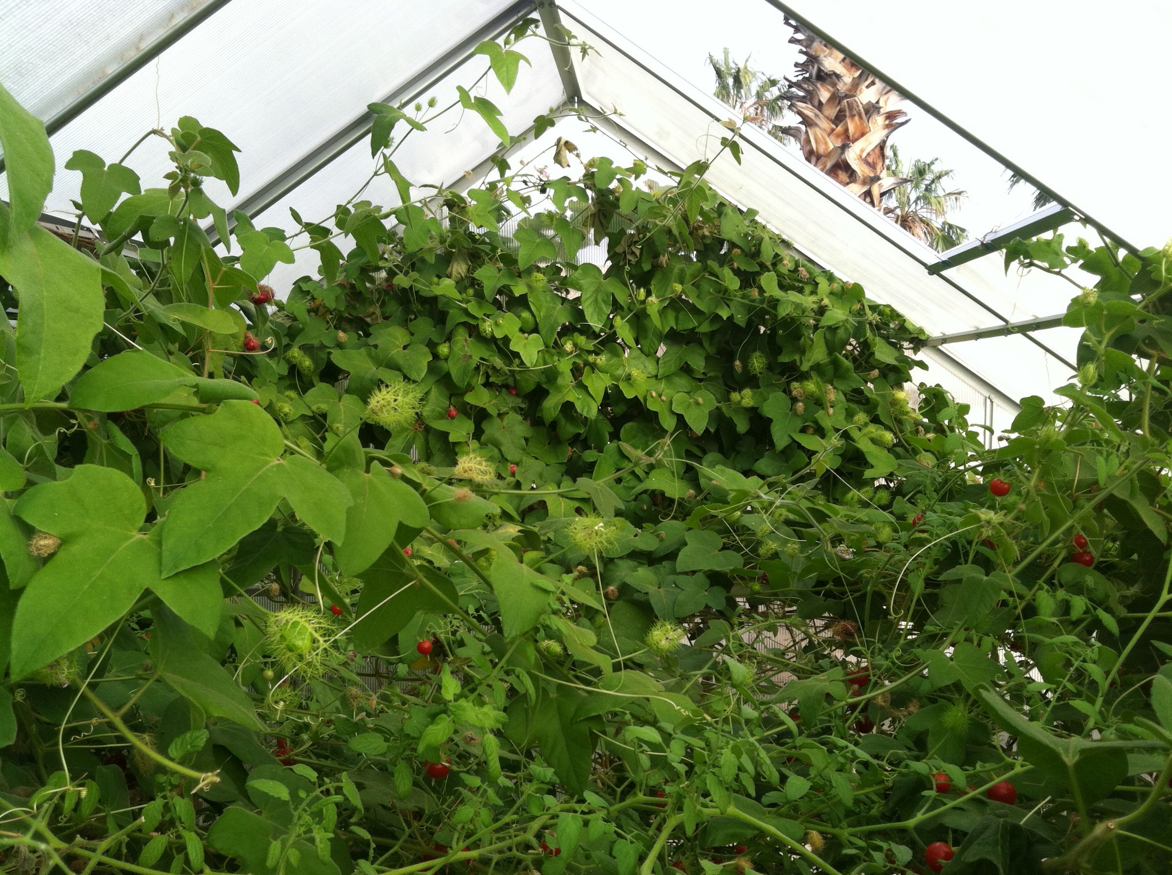 Greenhouse Modifications for Hot Climates : 8 Steps (with Pictures ...
