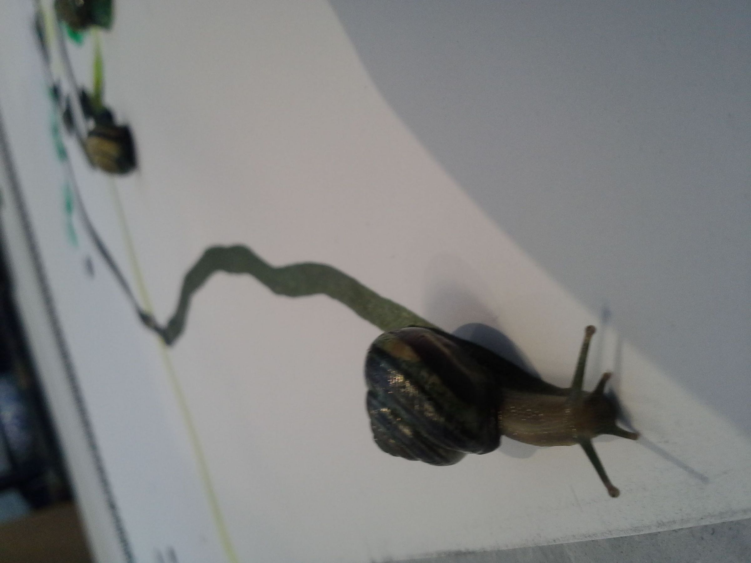 Snail Art: Making Art With Snails : 8 Steps (with Pictures) - Instructables