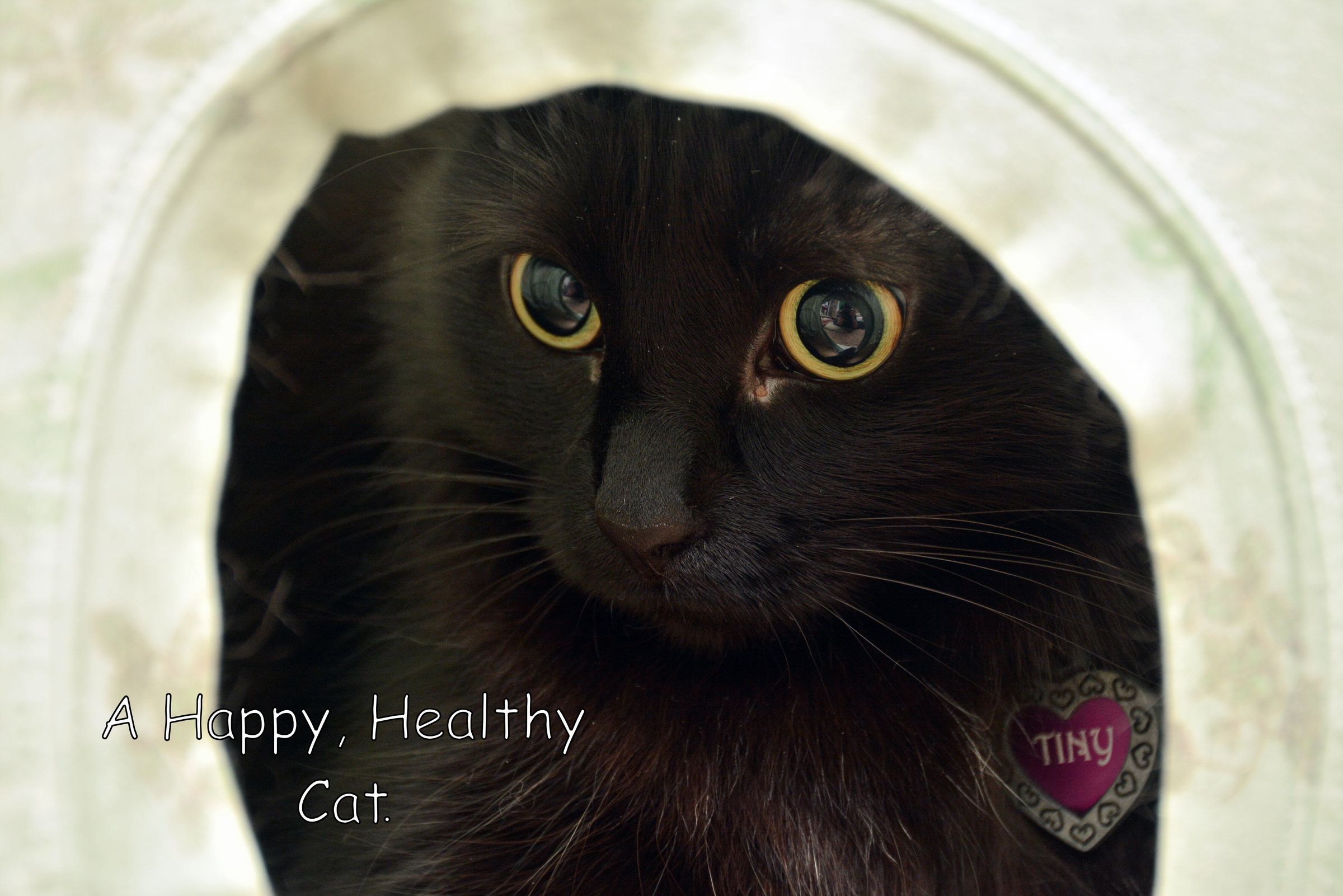 Proper Cat Ownership, Care, Training, Tips, and Tricks : 12 Steps (with ...