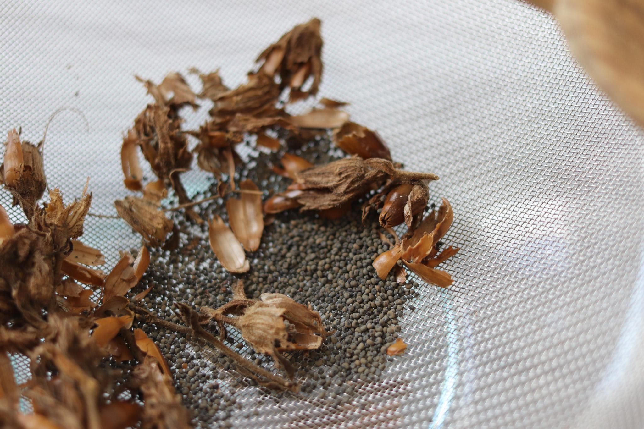 How to Gather Wildflower Seeds : 7 Steps (with Pictures) - Instructables