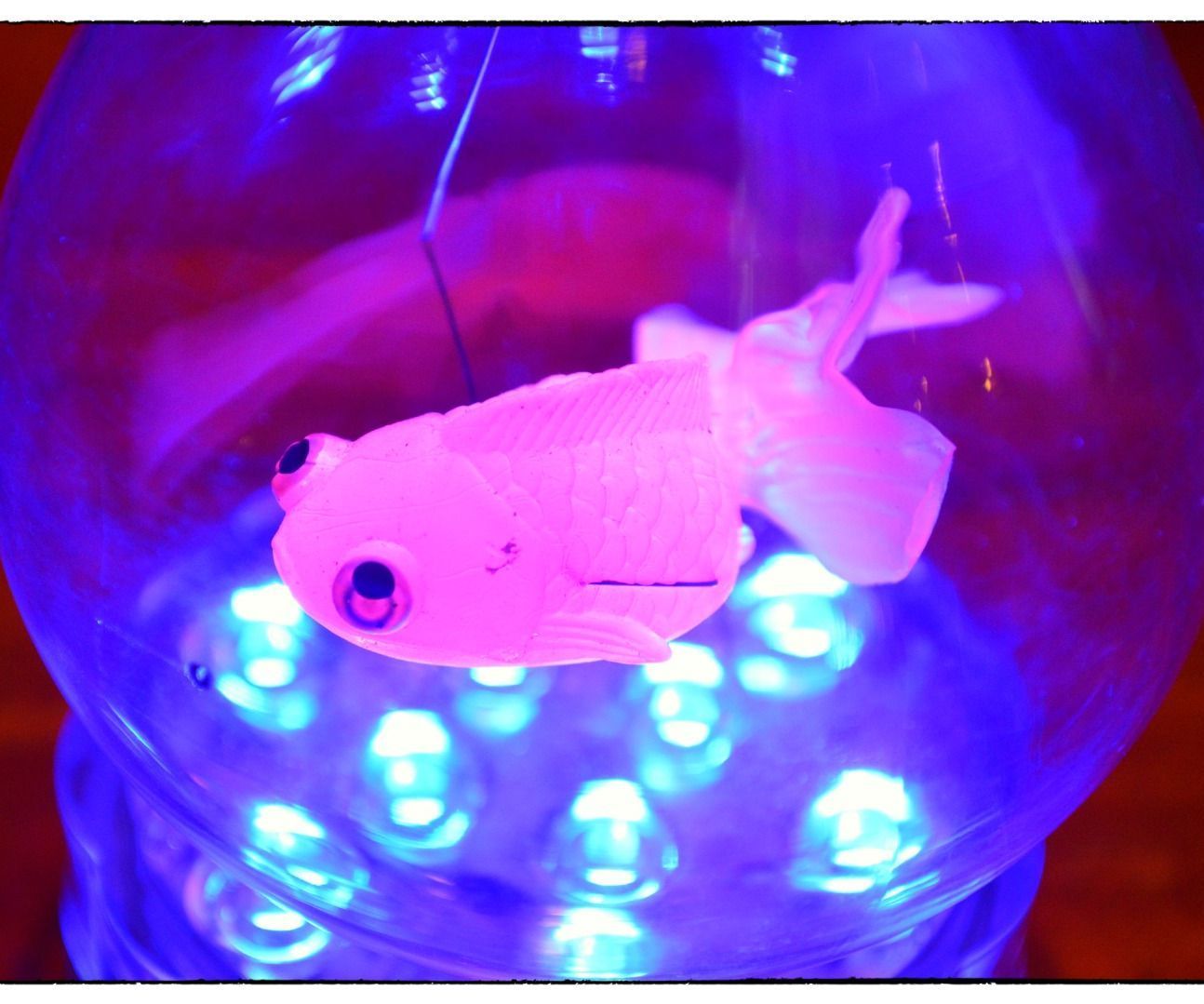 Goldfish in a Light Globe : 9 Steps (with Pictures) - Instructables