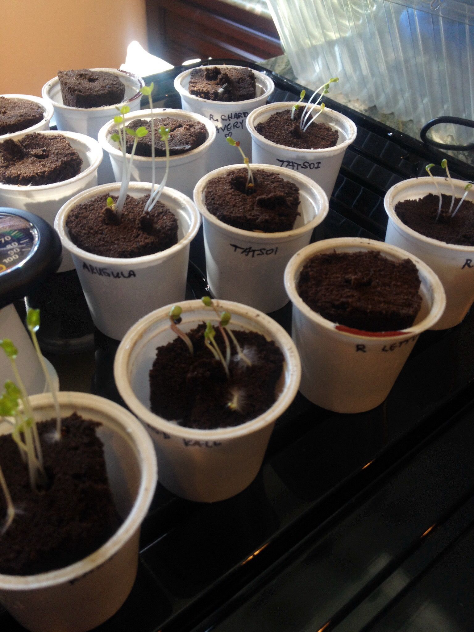 Recycled Seed Germination Humidity Dome : 7 Steps - Instructables
