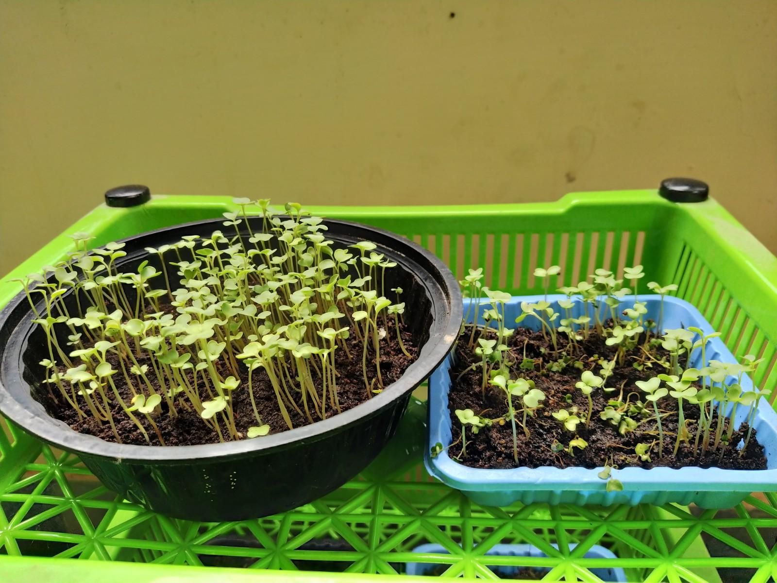 Basic Guide to Grow Micro 'green' : 14 Steps (with Pictures ...