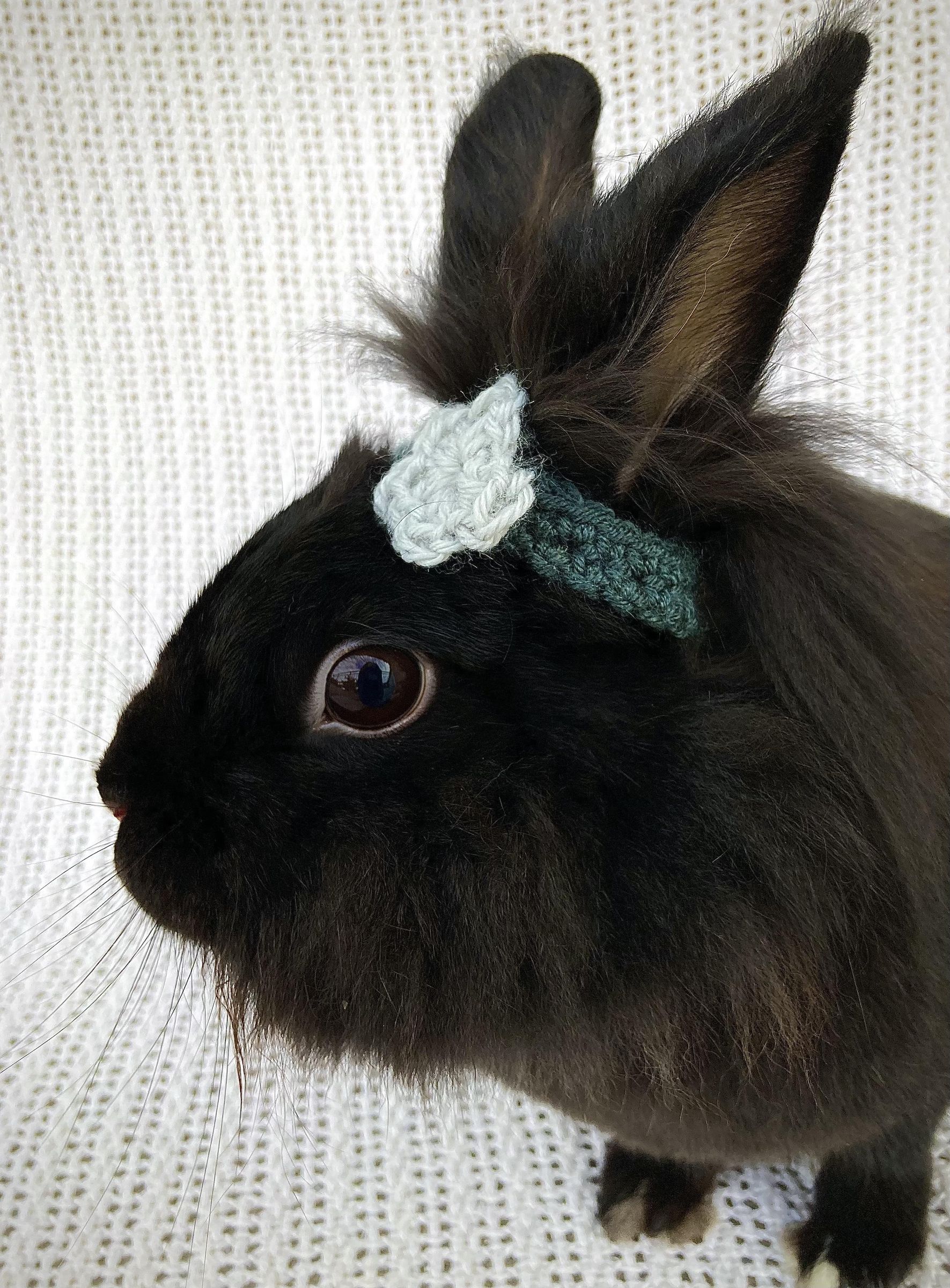 A Basic Guide to Bunny Hats : 5 Steps (with Pictures) - Instructables