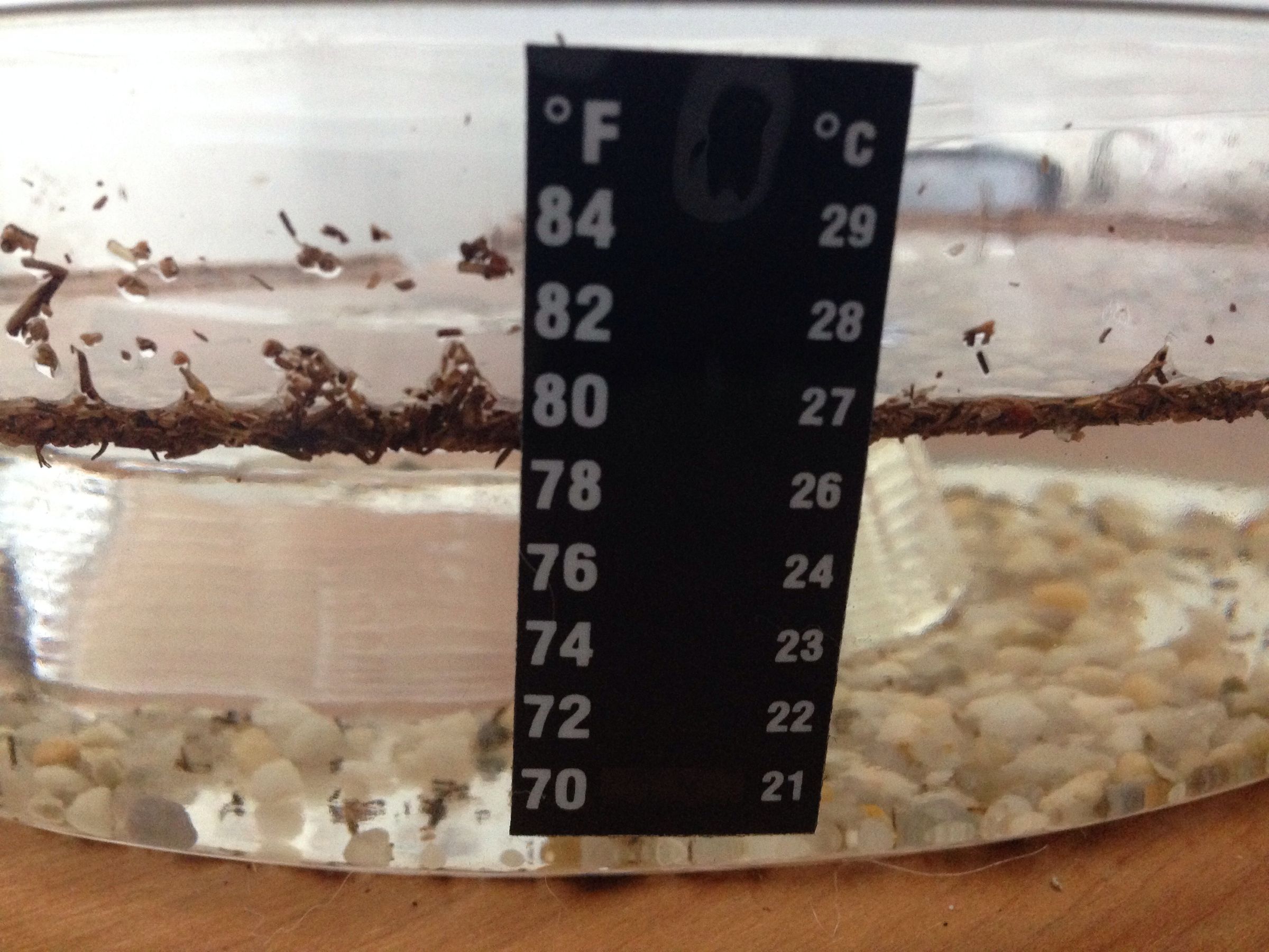 Hatching Fossils! : 4 Steps - Instructables