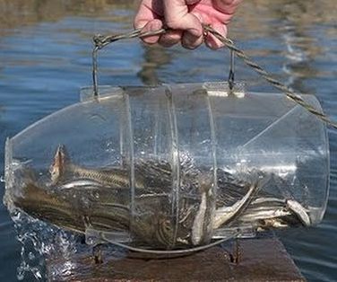 How to Make a Fish Trap in 30 Sec : 4 Steps - Instructables