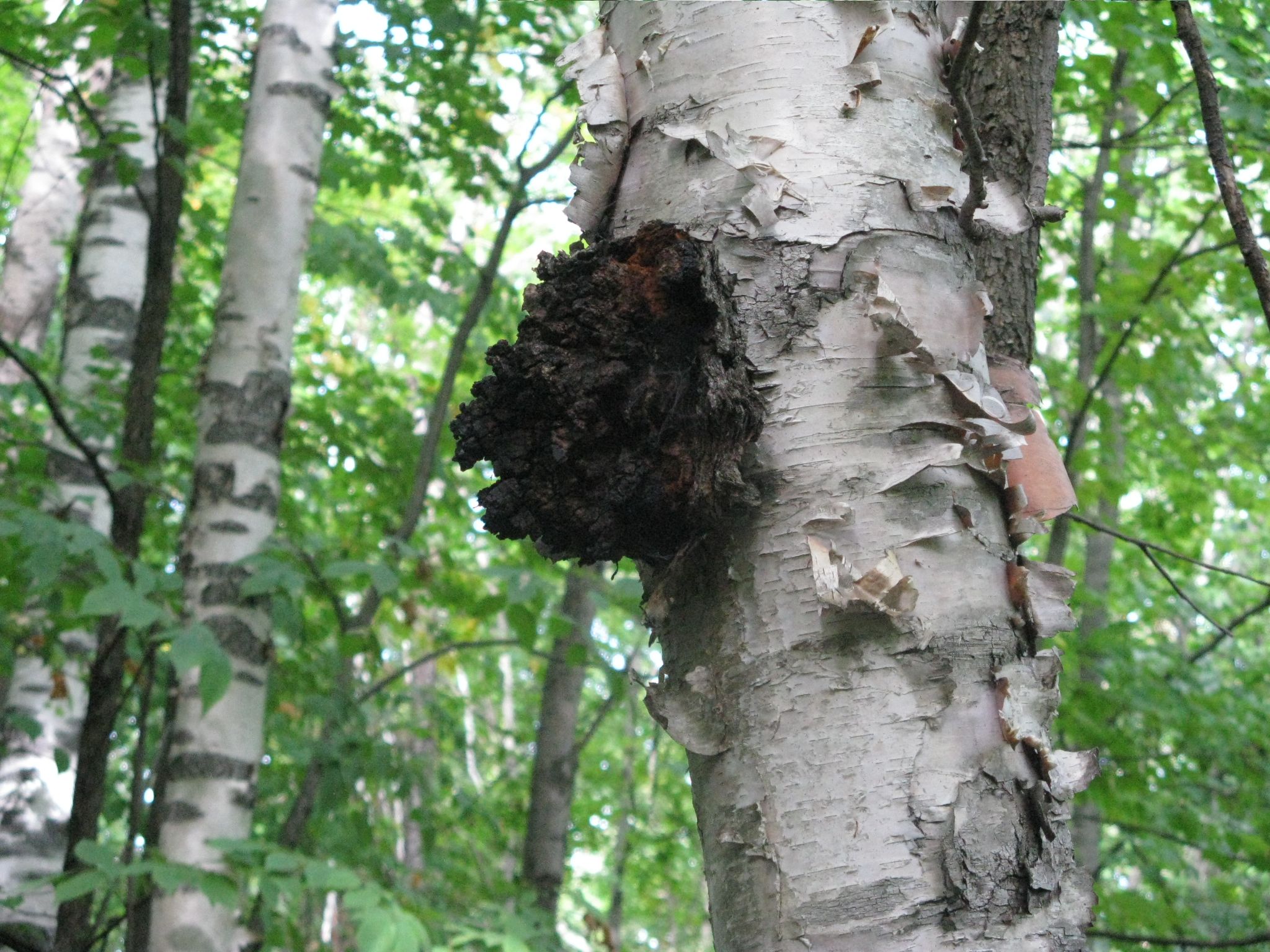 The Three Uses of Chaga Mushroom : 13 Steps (with Pictures) - Instructables