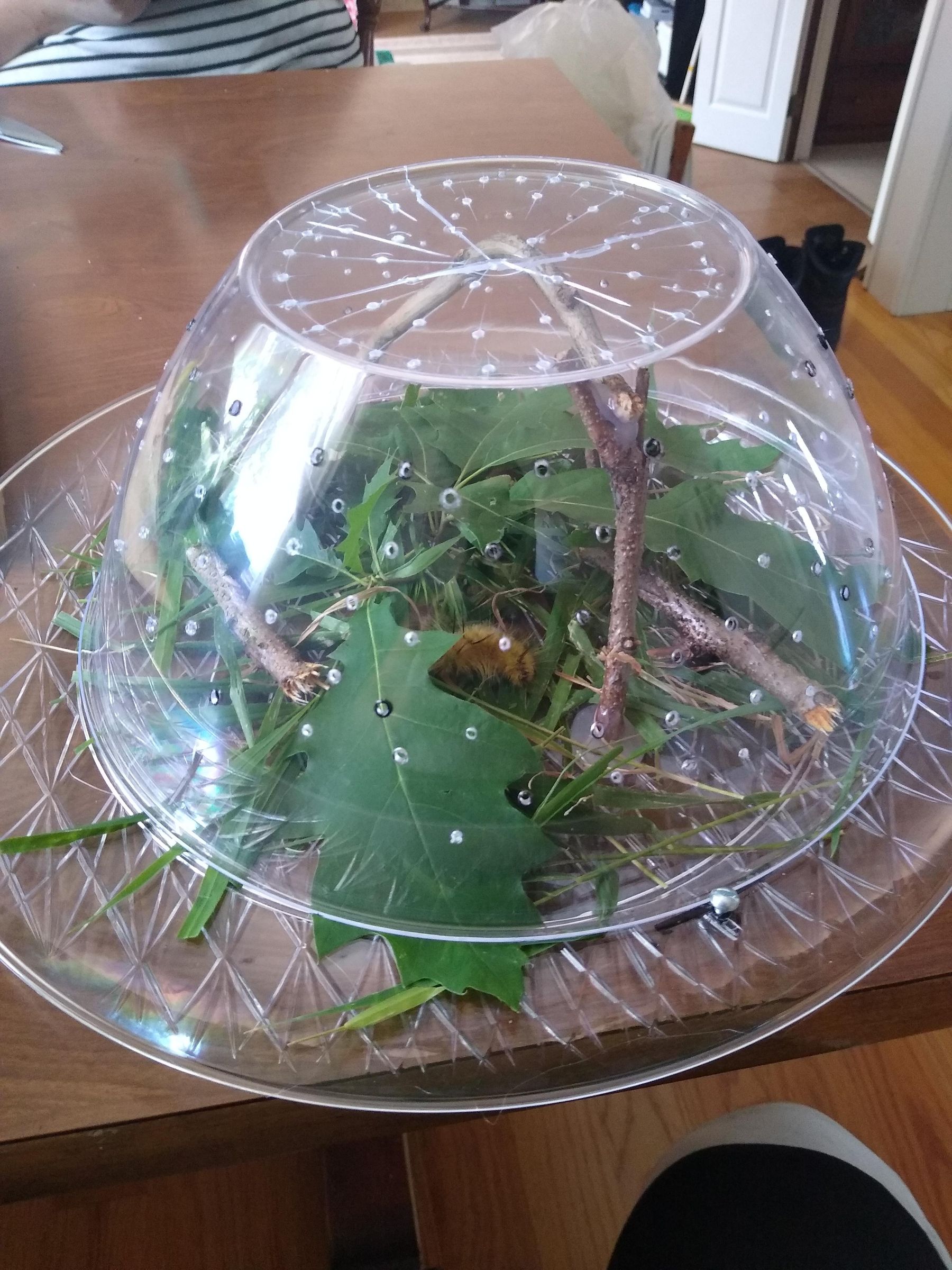 Caterpillar House : 6 Steps - Instructables