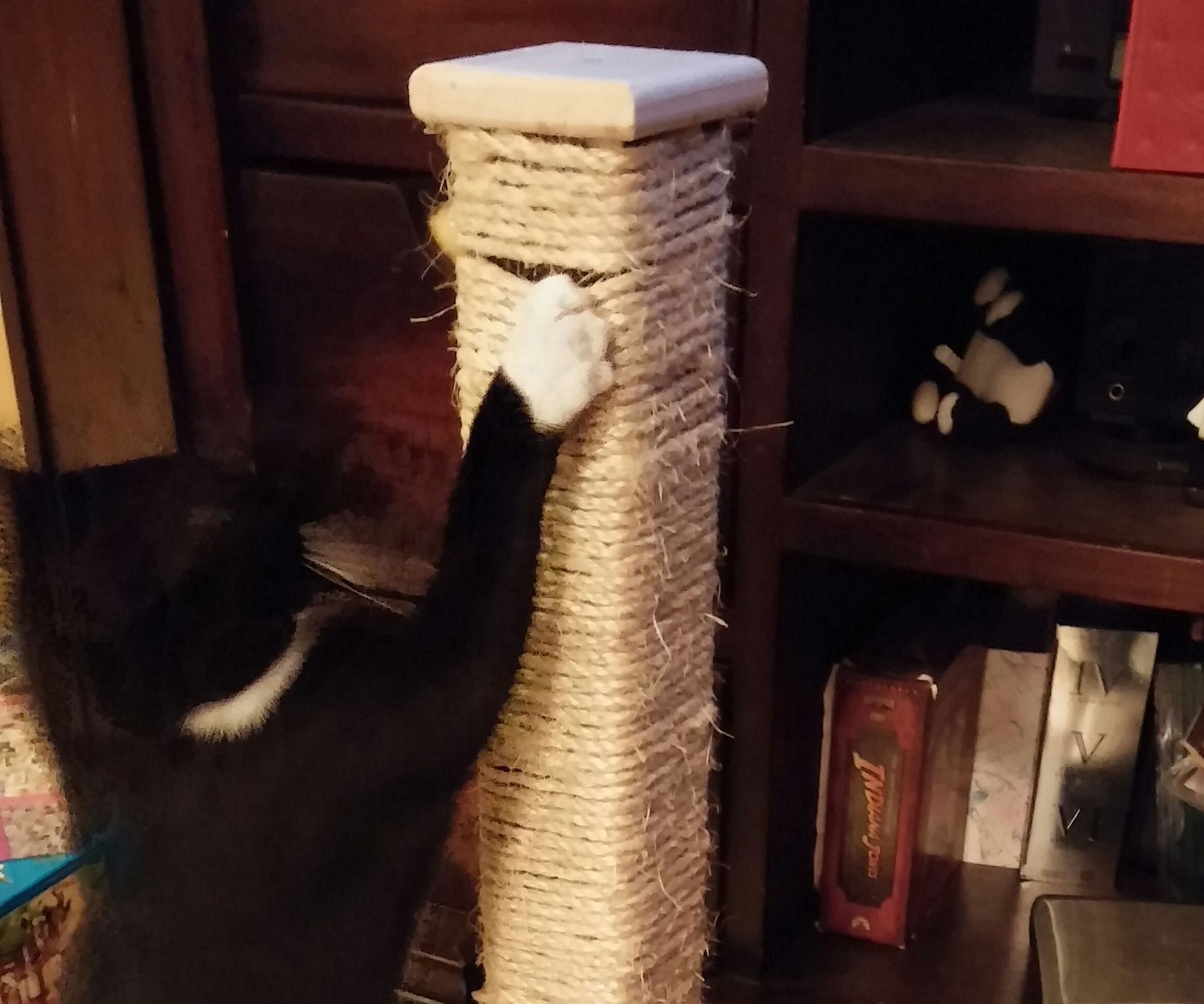 Cat Scratching Post : 7 Steps - Instructables