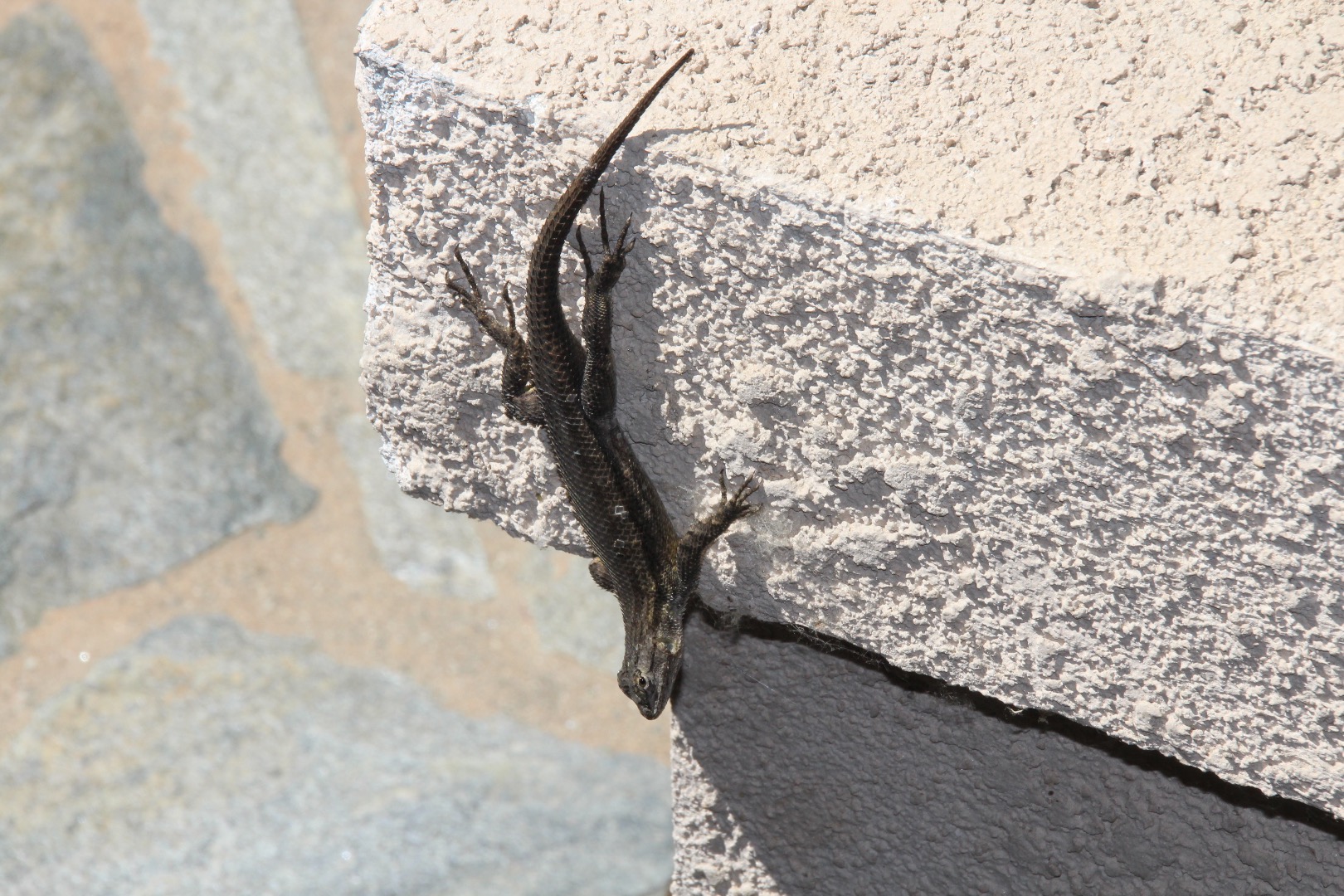 Build a Backyard Lizard Condo : 3 Steps (with Pictures) - Instructables