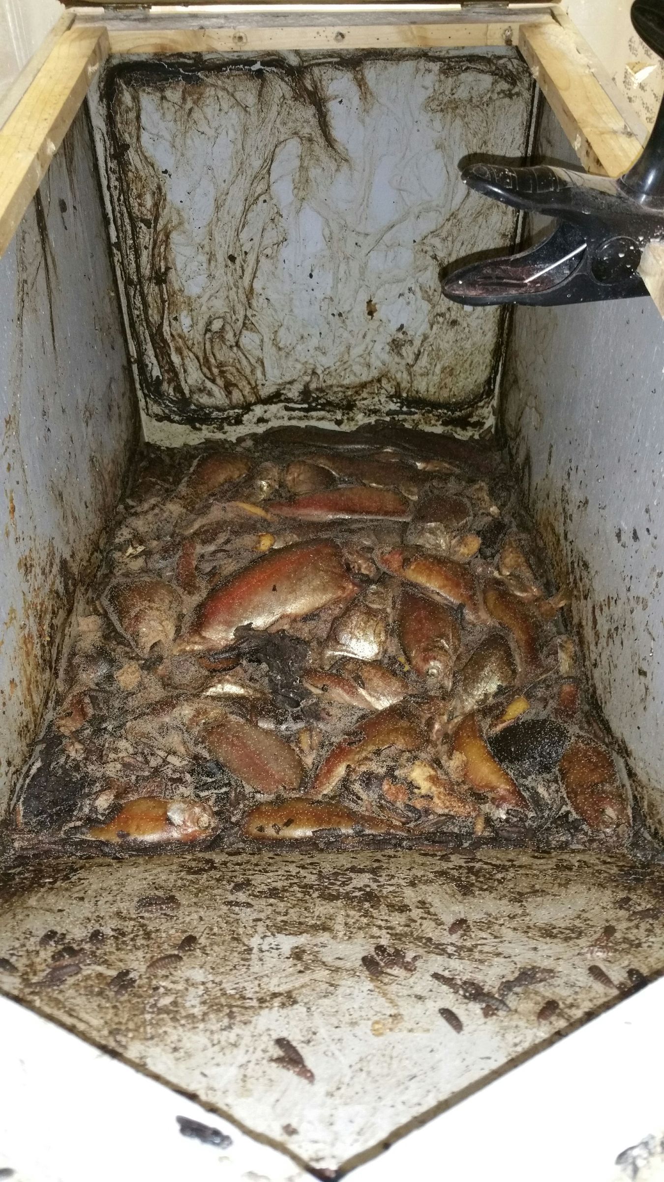 Fly Cage Black Soldier Fly Breeding UK. : 9 Steps (with Pictures ...