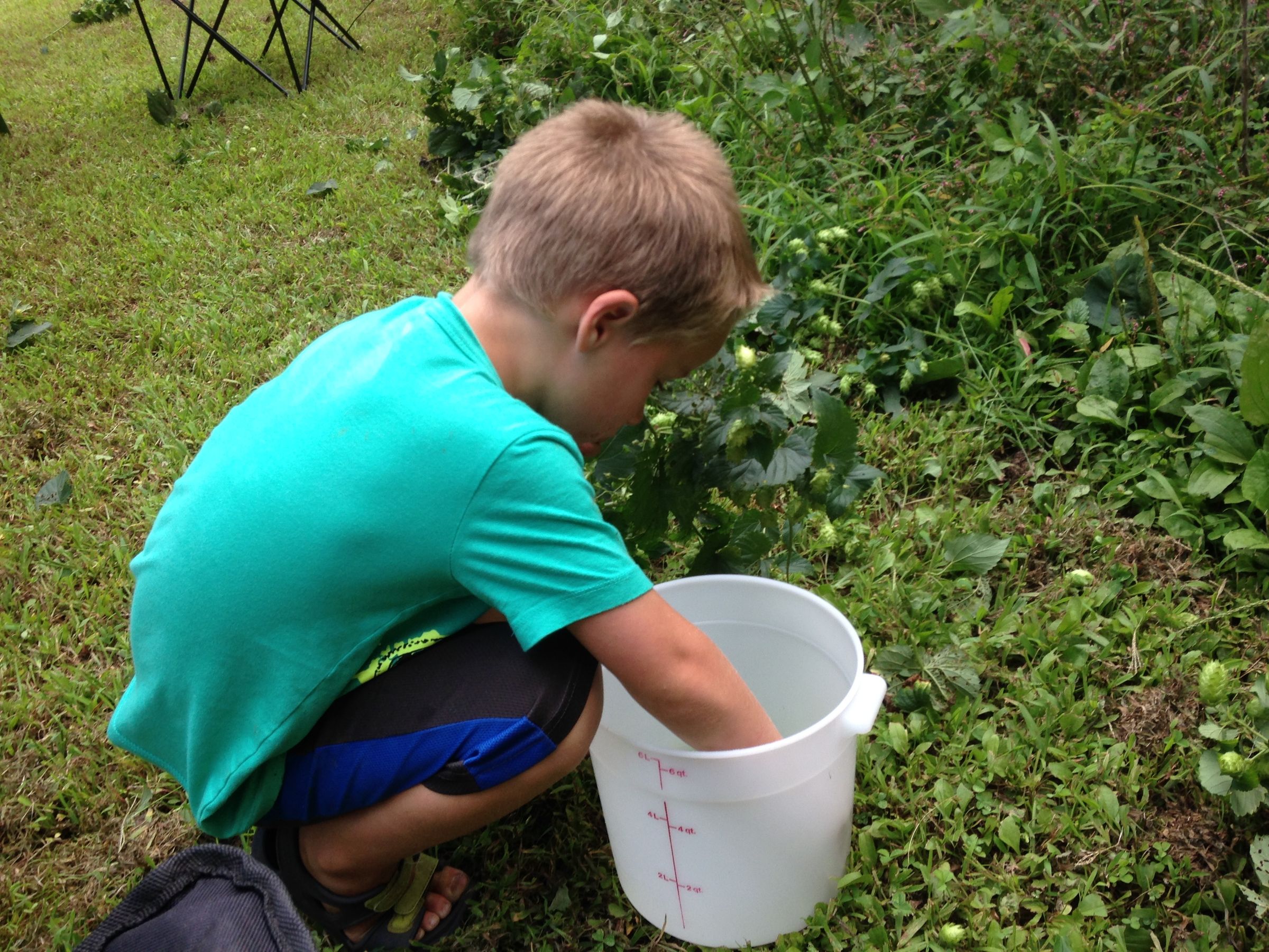Growing Hops at Home : 9 Steps (with Pictures) - Instructables