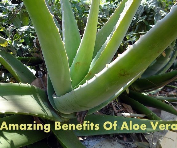 Amazing Benefits of Aloe Vera : 6 Steps - Instructables