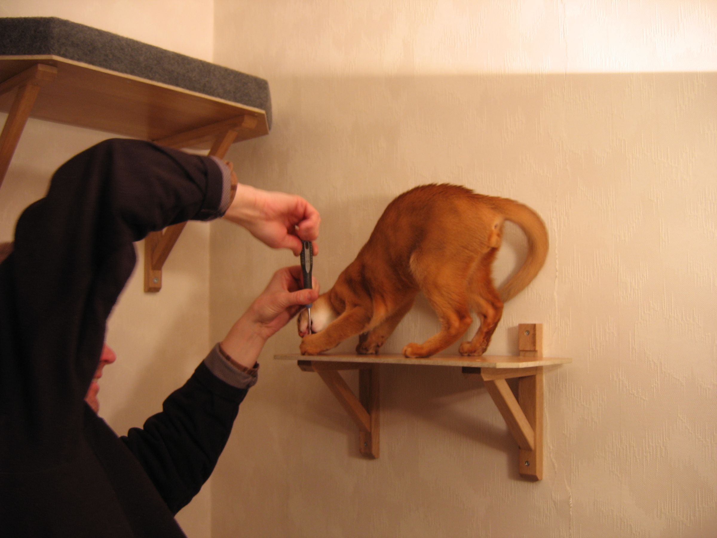 Full Size Cat Scratching / Climbing Post : 7 Steps - Instructables