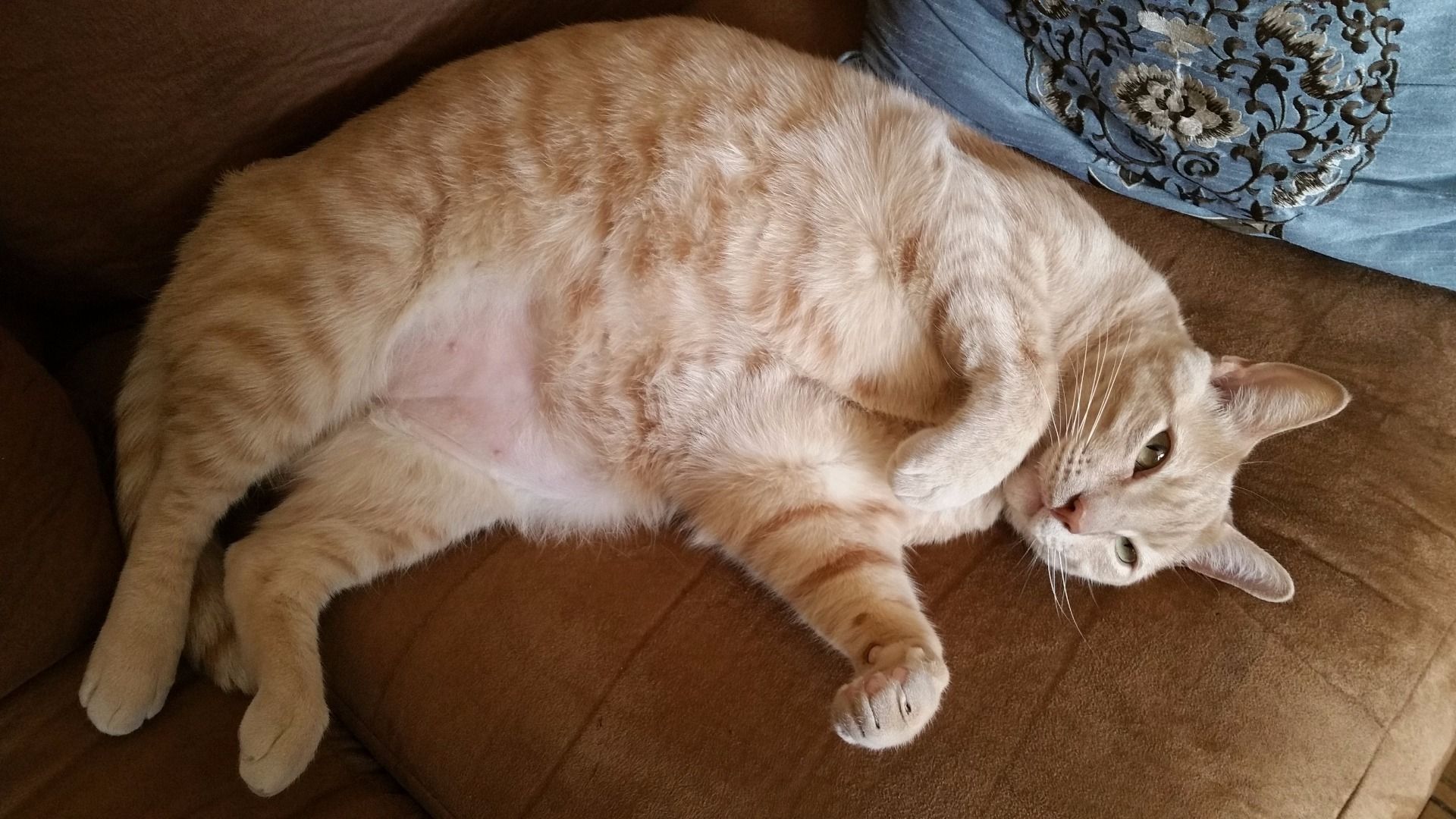 Indoor Pet Flap : 6 Steps (with Pictures) - Instructables