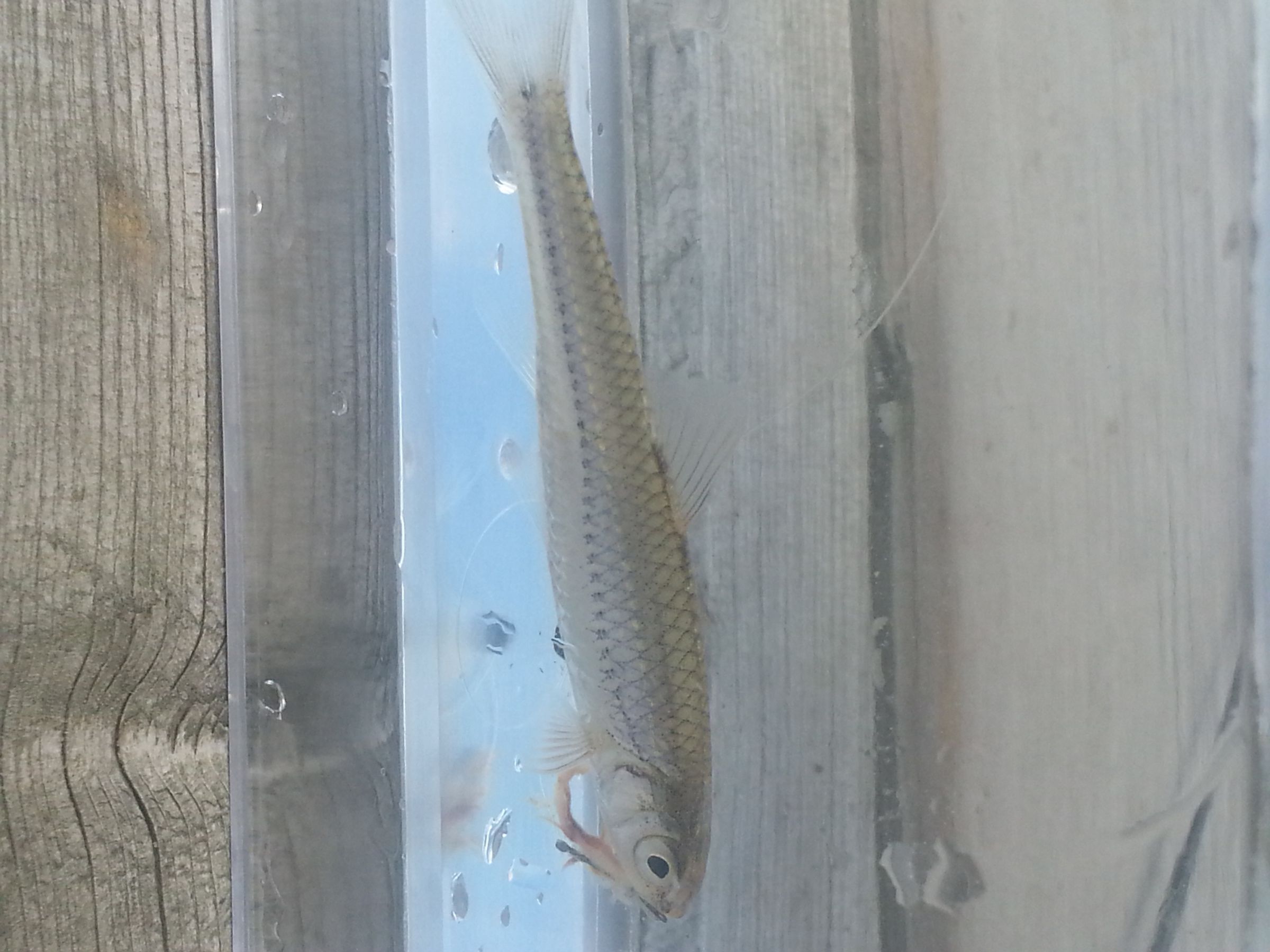 Budget Microfishing : 8 Steps (with Pictures) - Instructables