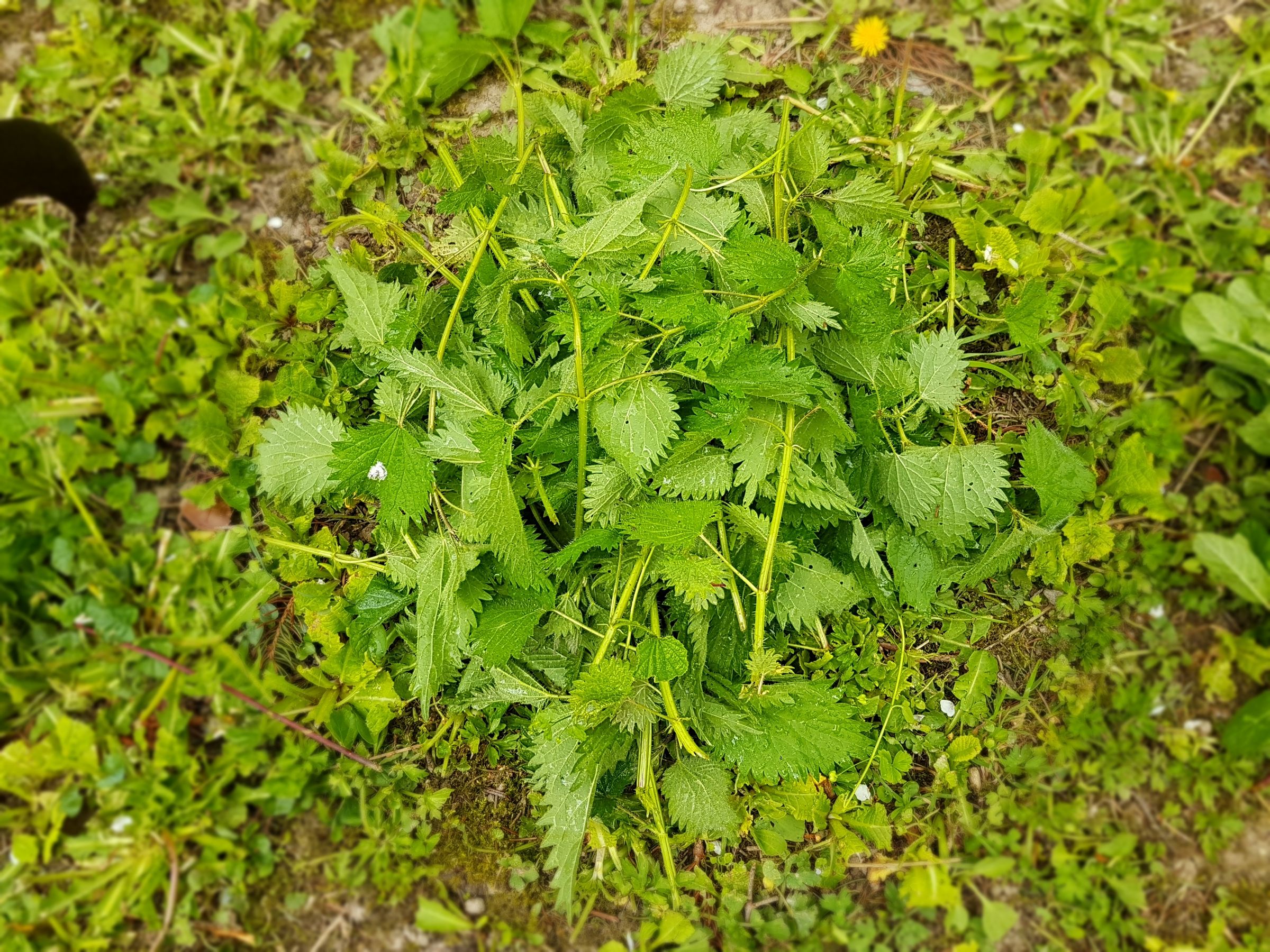 Homemade Natural Insecticide/repellent (with Pictures) - Instructables