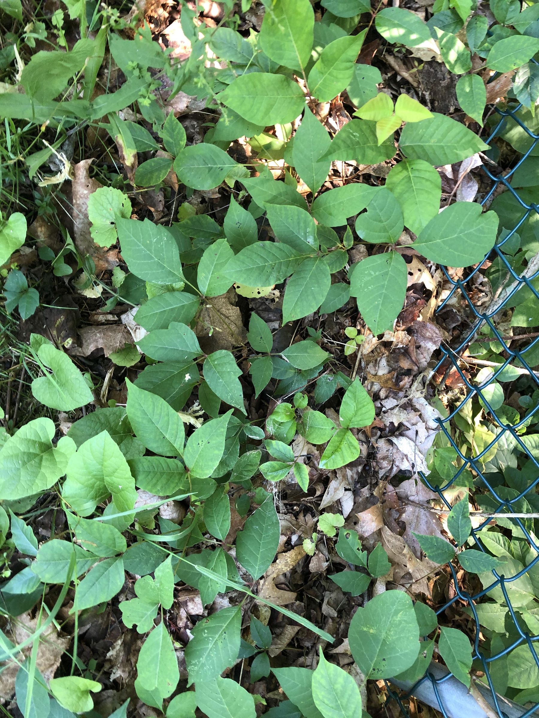 Library Story Stroll (Also Called Storywalk®) : 9 Steps (with Pictures ...