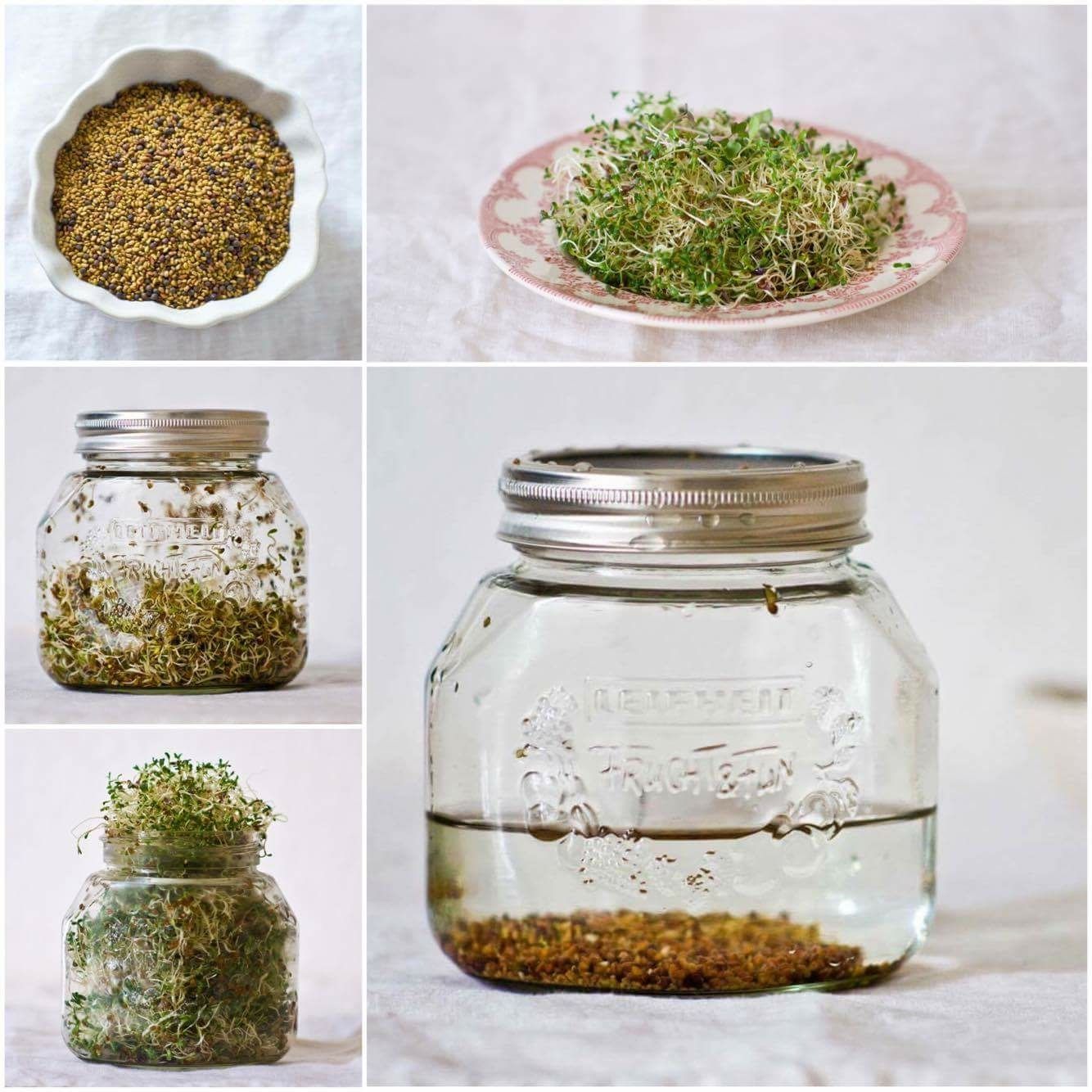 Ultimate Step by Step Sprouting Guide : 6 Steps (with Pictures ...
