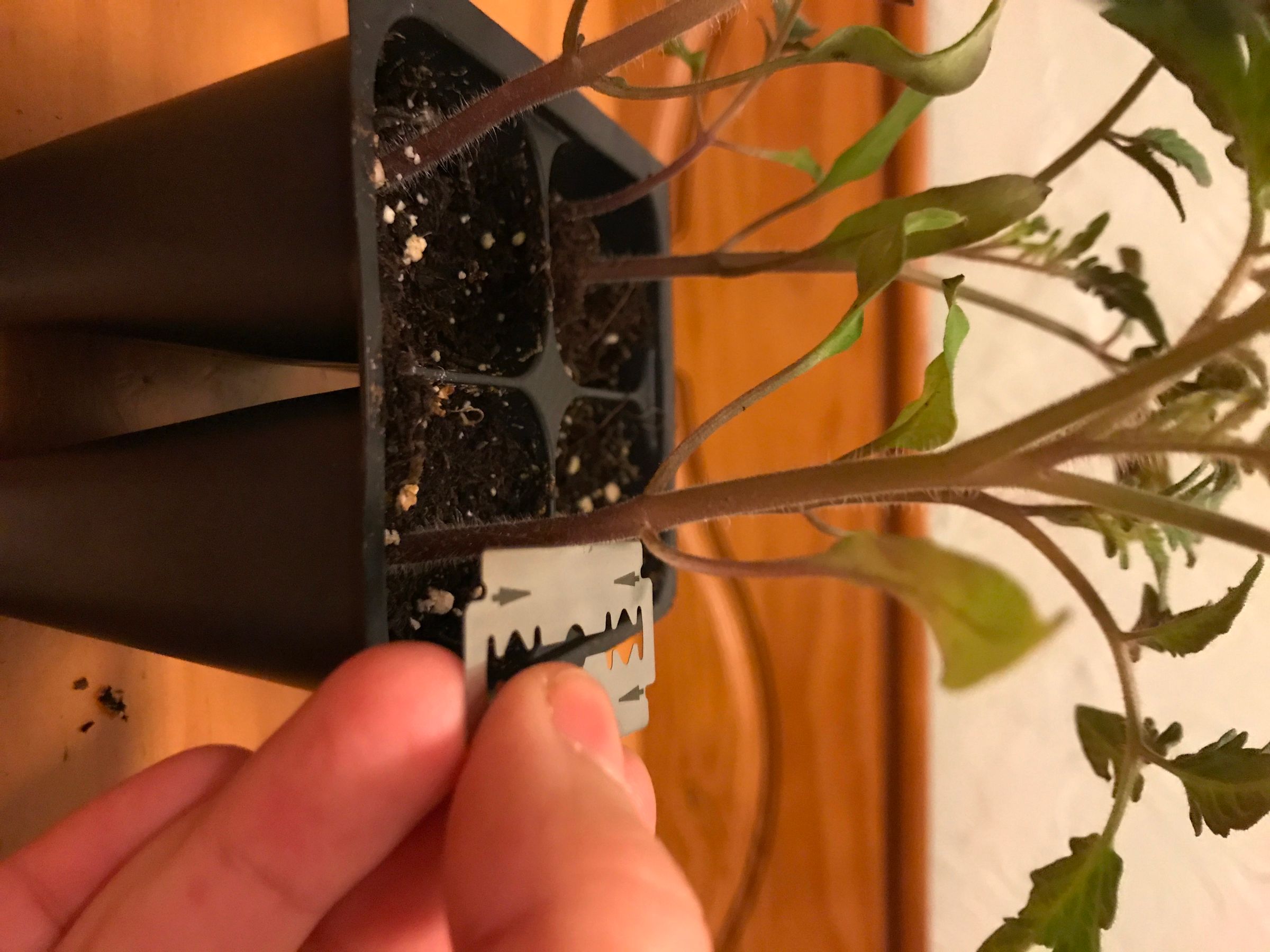 PlantGrafting : 8 Steps (with Pictures) - Instructables