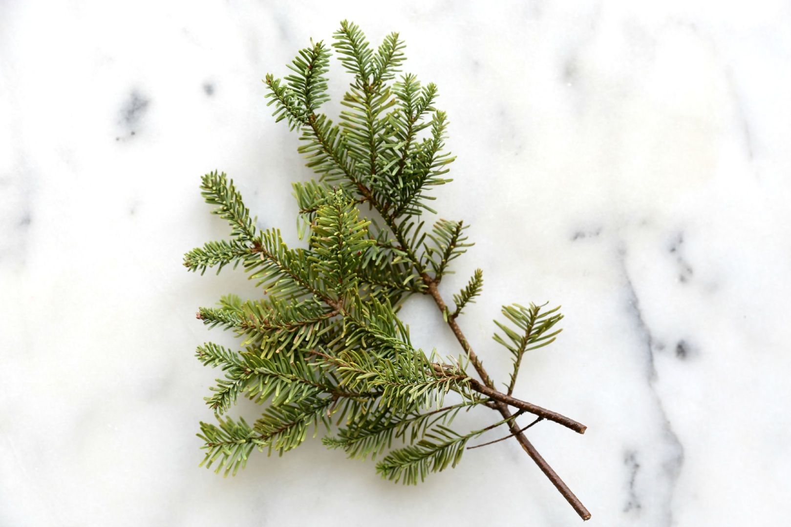 Pine Sprig Ice Cubes : 4 Steps (with Pictures) - Instructables