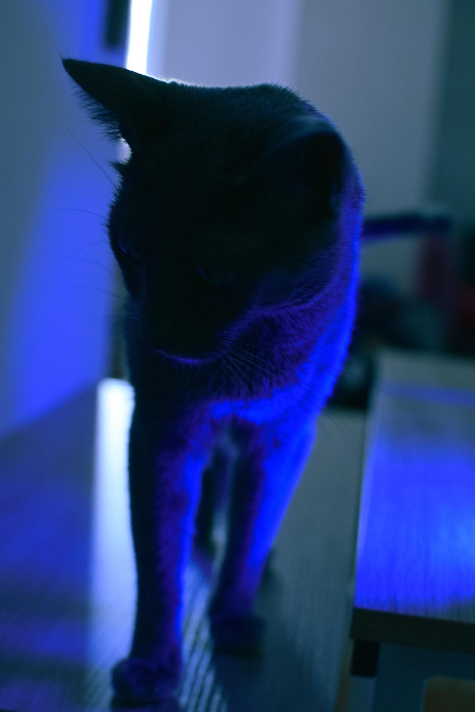 Build a Pocket RGB LED Light for Your Home Photo Studio : 5 Steps (with ...