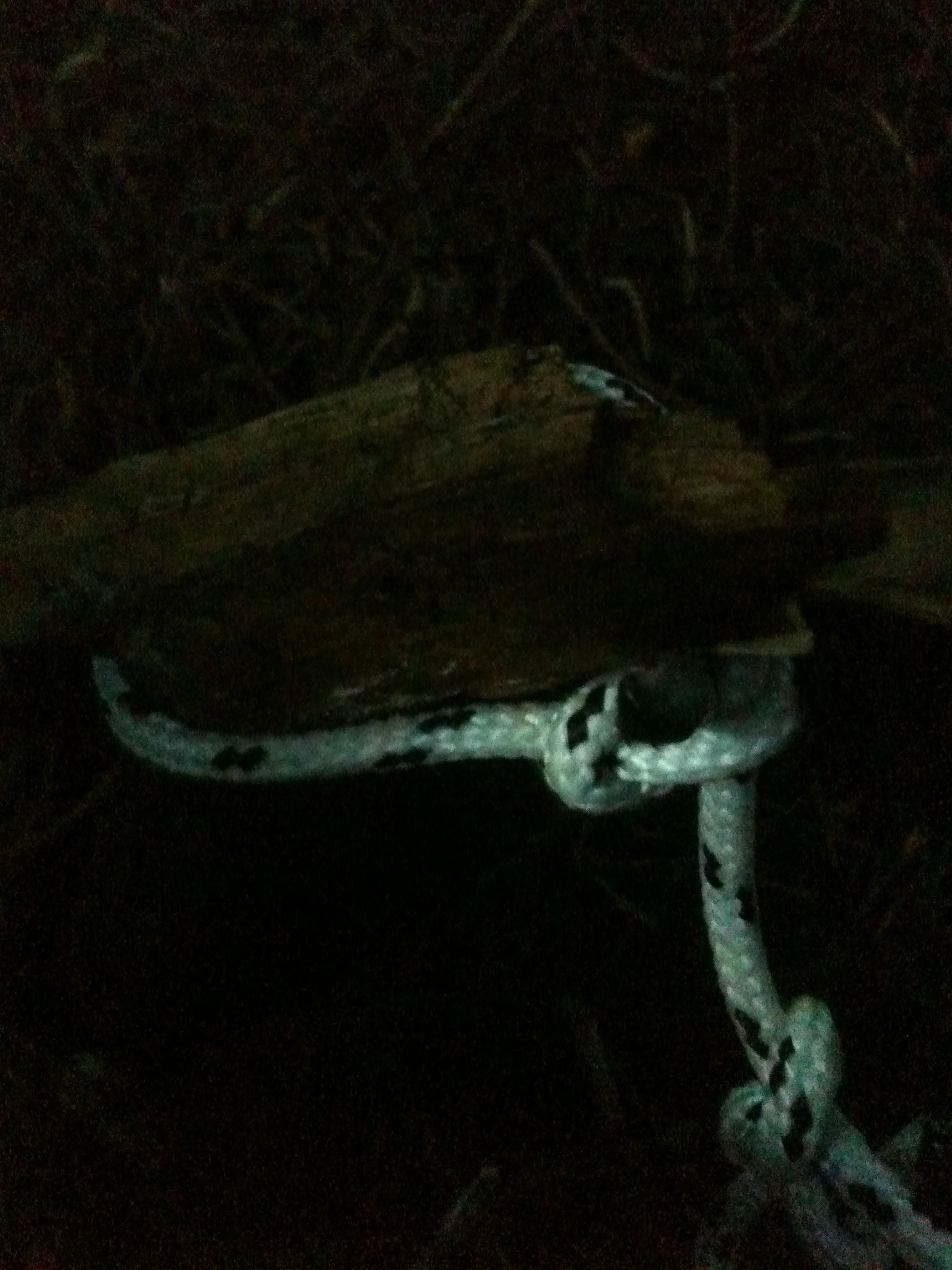 Simple Snare for Small Game : 5 Steps - Instructables