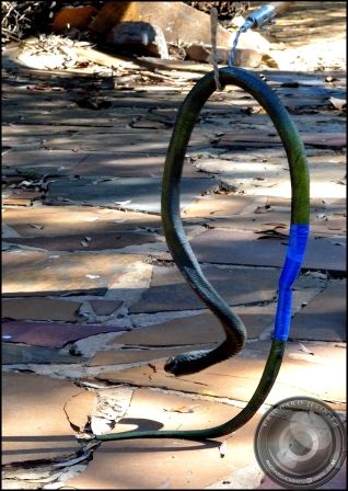 How to Safely Catch a Snake : 6 Steps (with Pictures) - Instructables