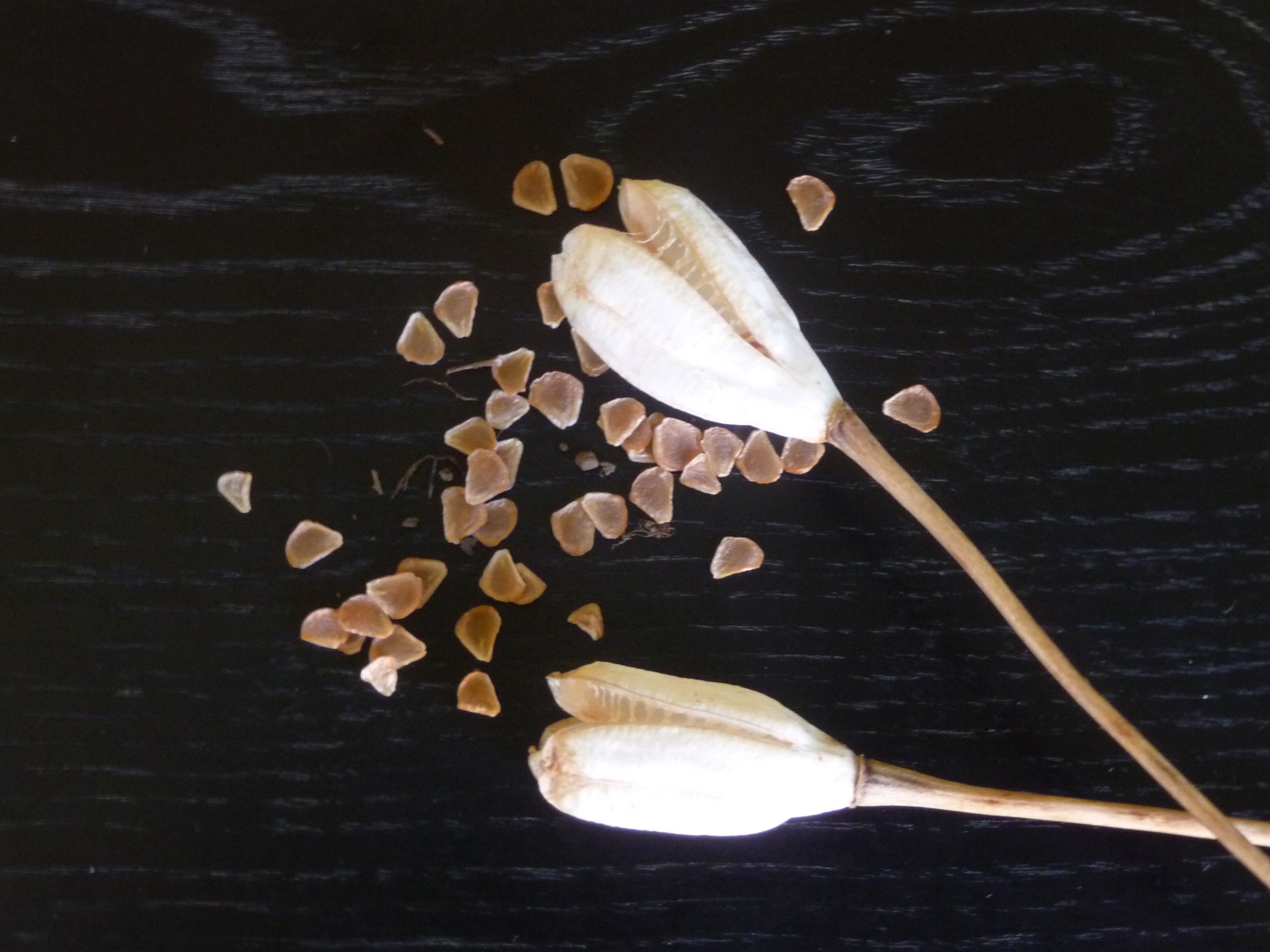 Preserving Nature With Spray Paint ... Really! : 3 Steps (with Pictures ...