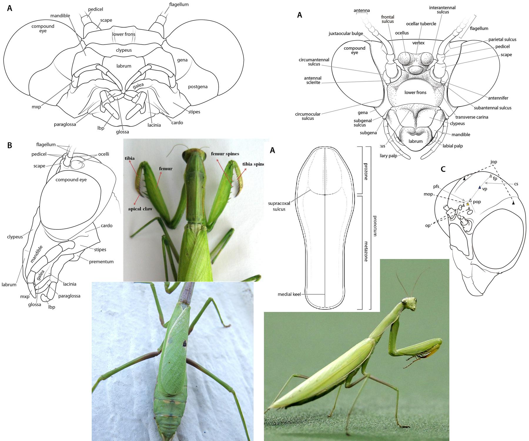 Praying Mantis Anatomy at Jacob Mauldin blog