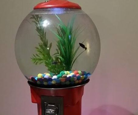 Aquarium Gumball Machine : 6 Steps (with Pictures) - Instructables