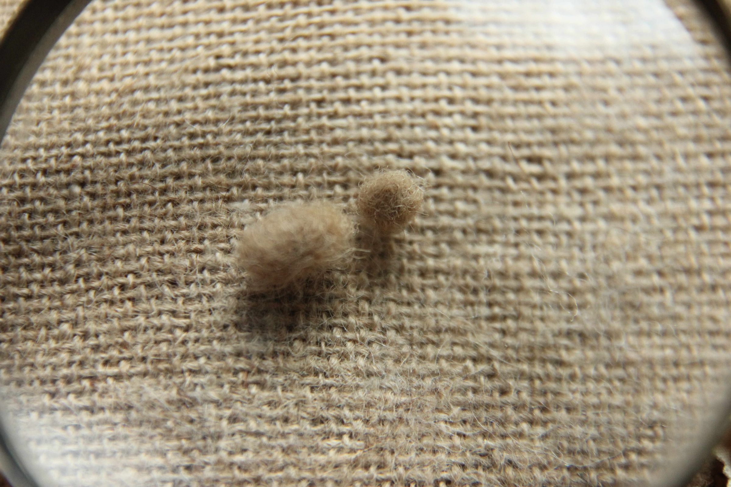 Teeny Tiny Teddy Bear for a Dolls' House Doll : 3 Steps (with Pictures ...