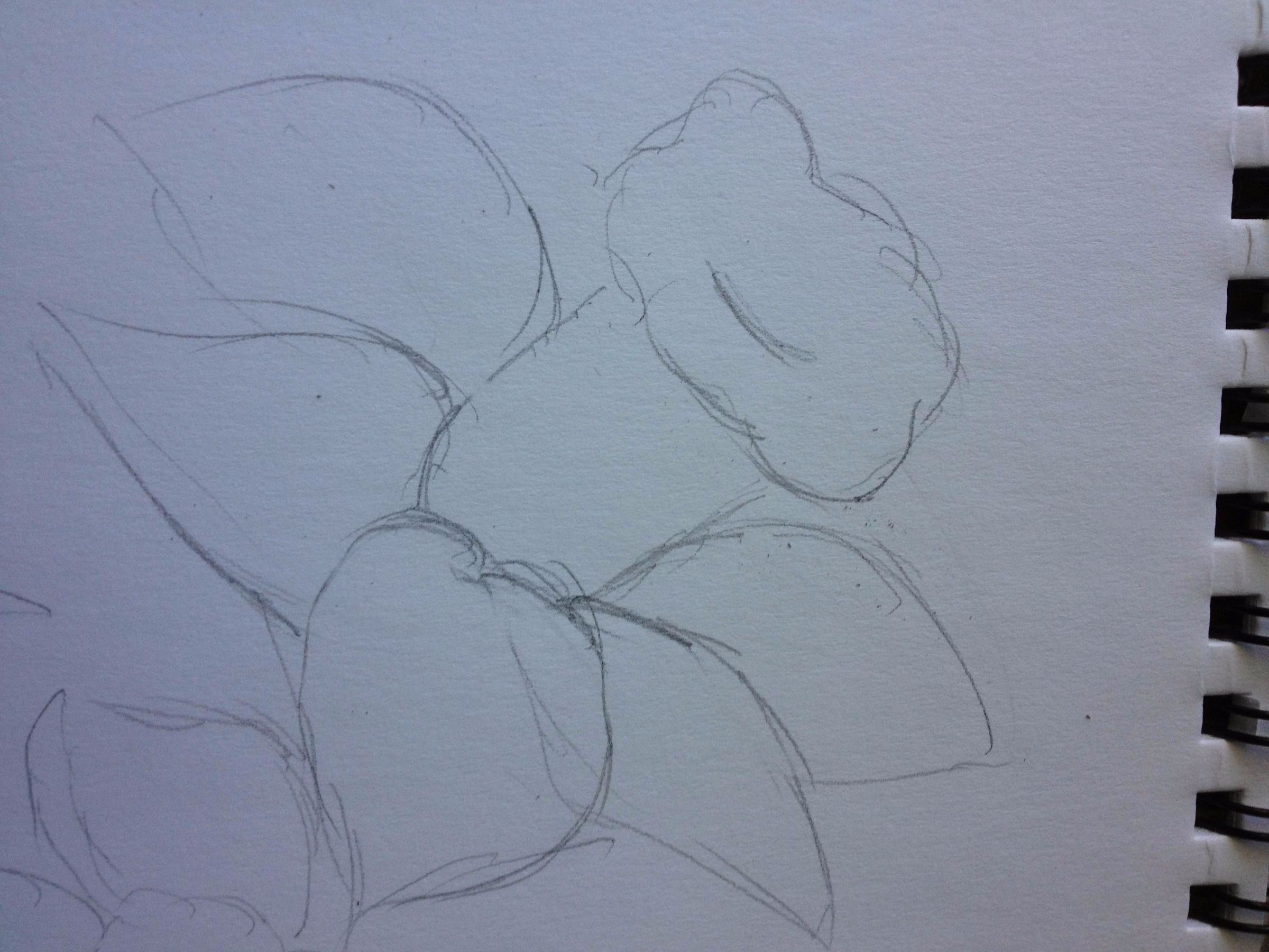 Popcorn Pencil Drawing